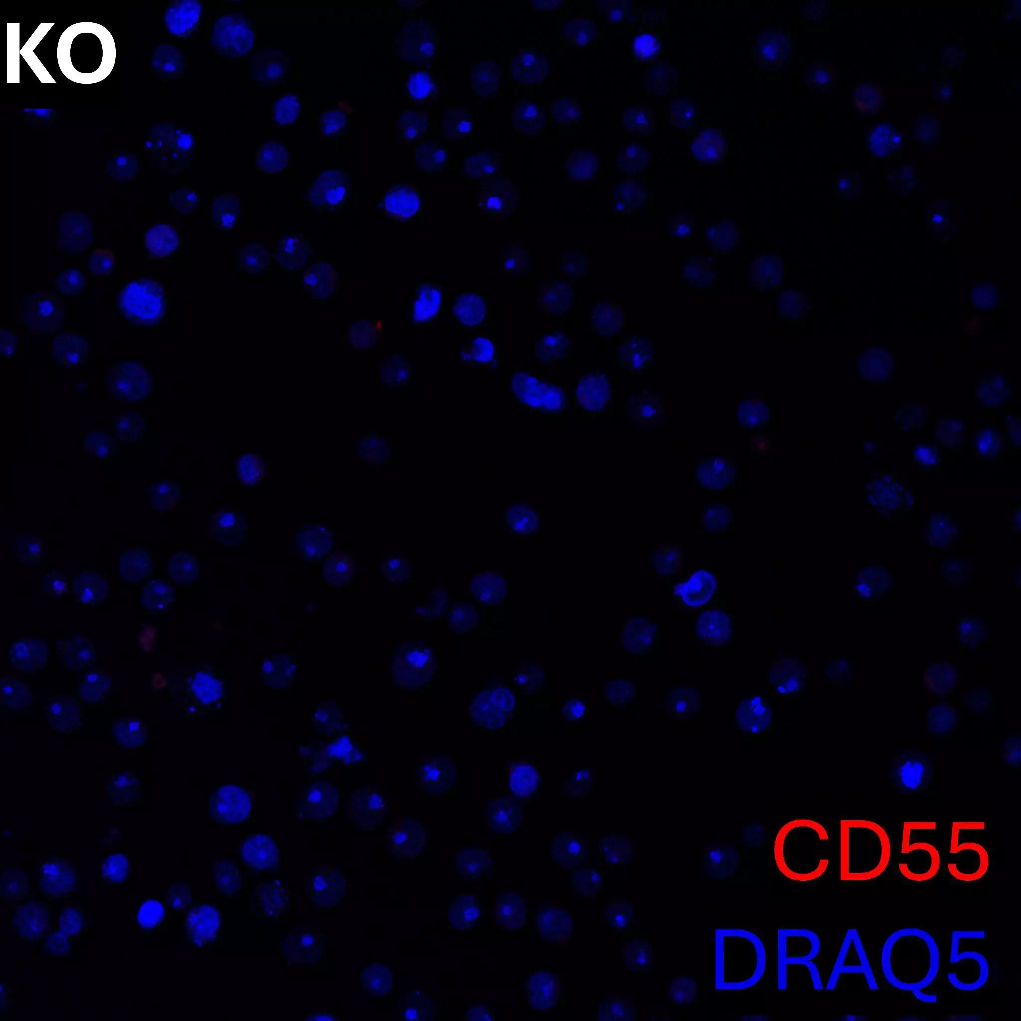 CD55 (DAF) Antibody, anti-human, REAfinity™ | Miltenyi Biotec | USA