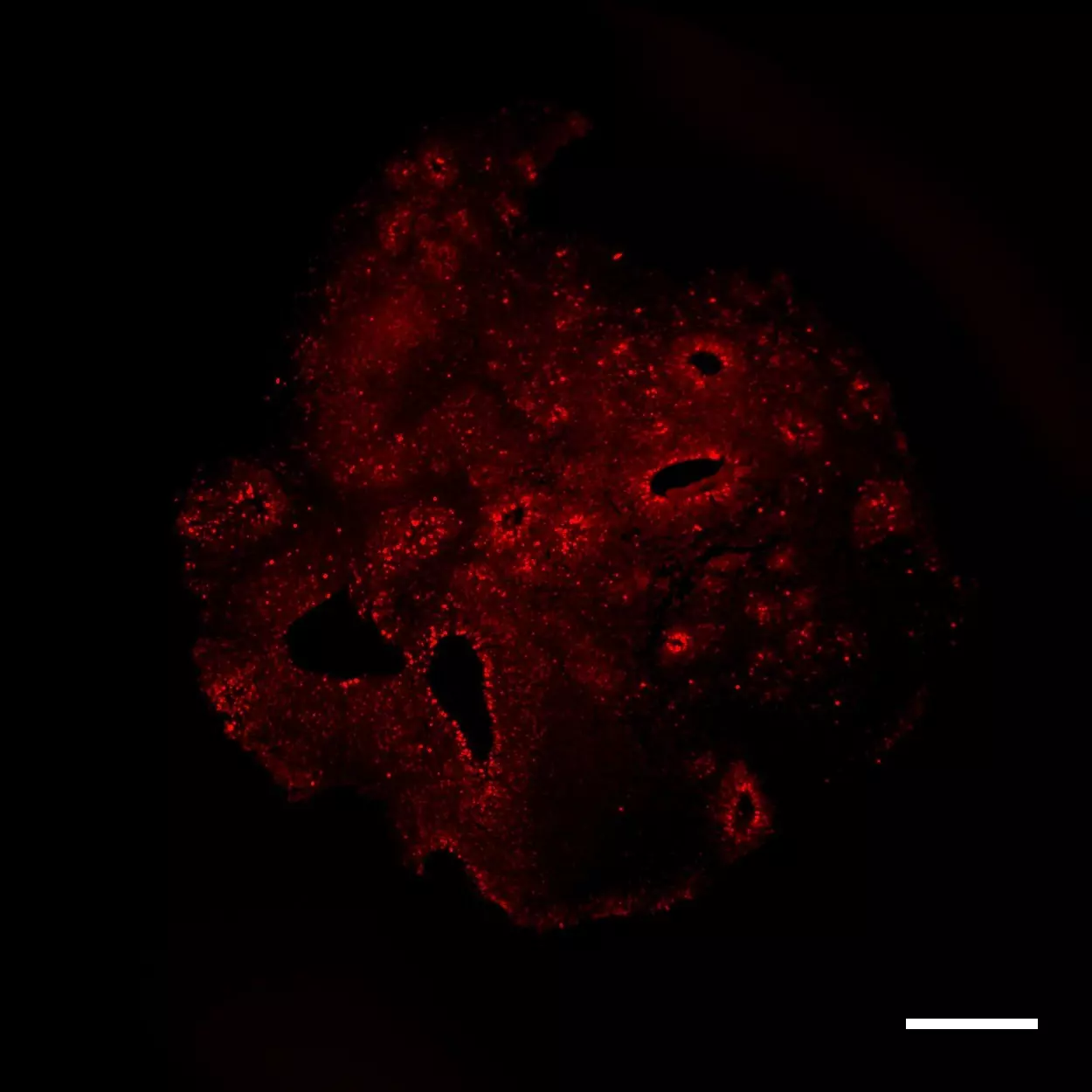 Ki-67 Antibody, anti-human/mouse, REAfinity™ | Miltenyi Biotec | USA