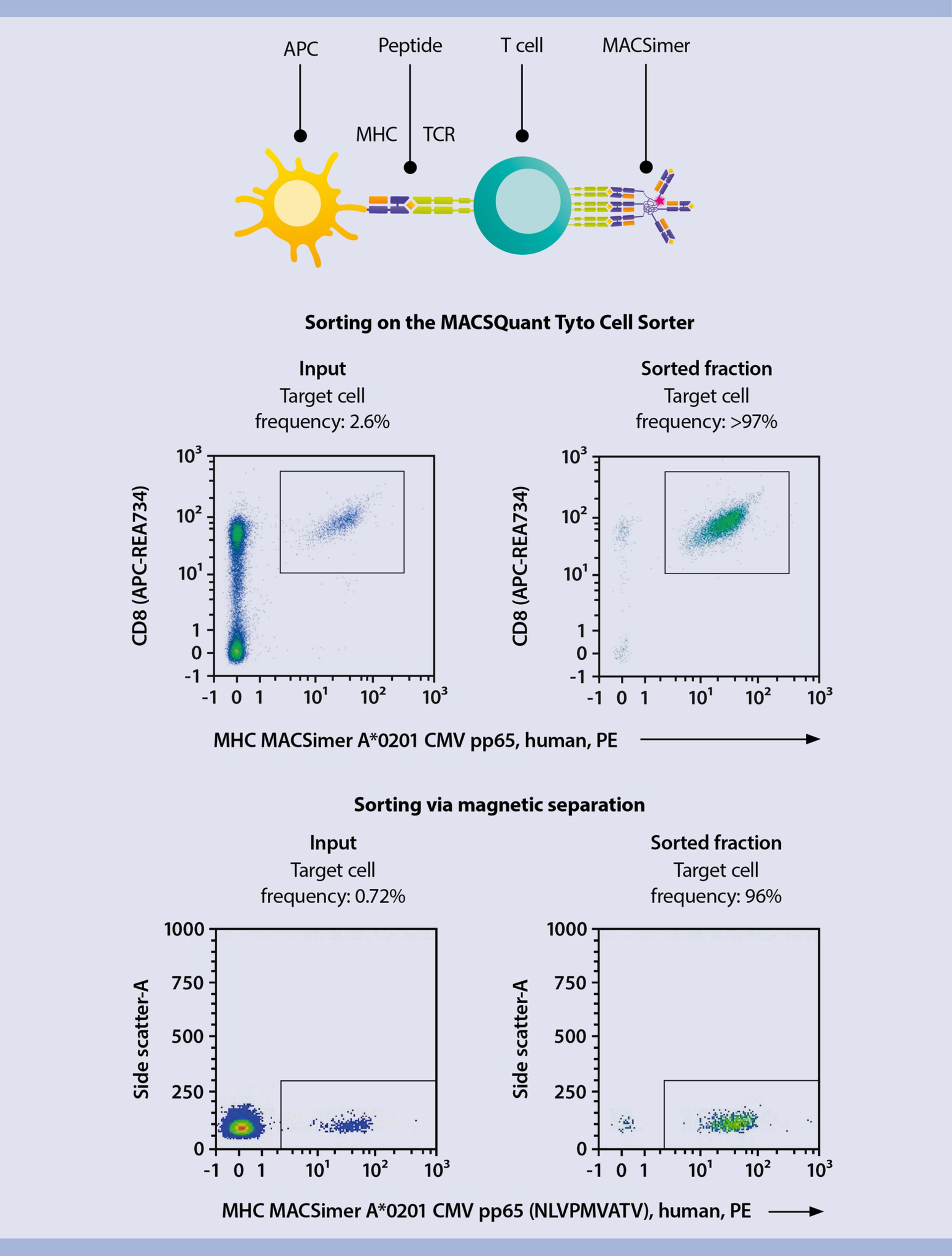 TCR discovery | TCR T cell therapy | Miltenyi Biotec | 대한민국
