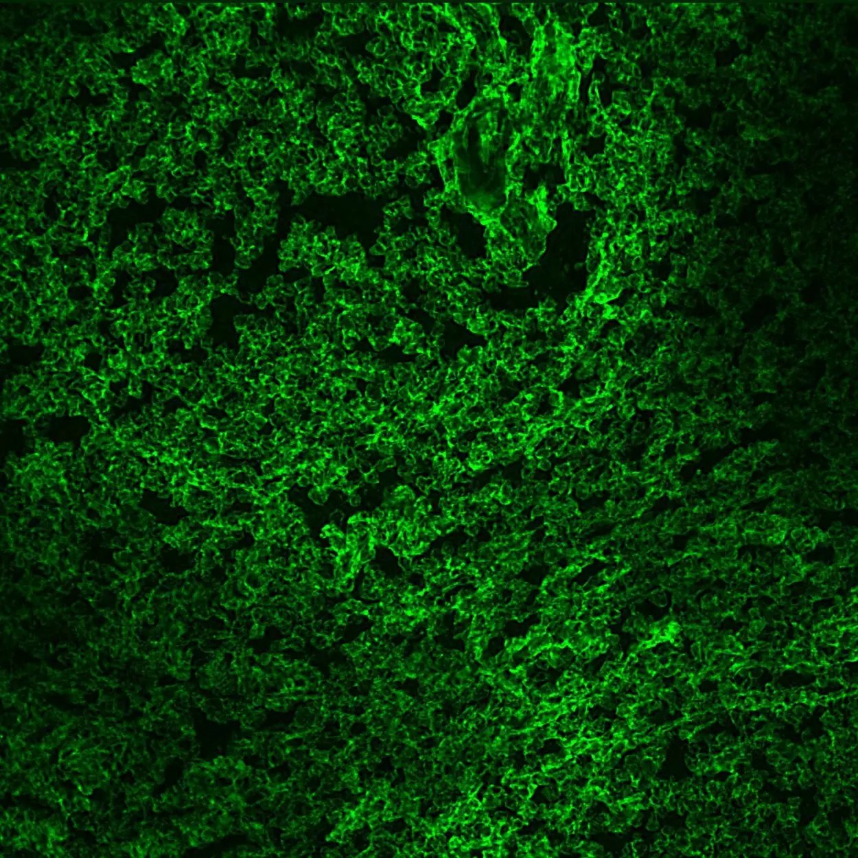 CD90 Antibody, anti-human | Hybridomas | MACS Antibodies | Products and ...