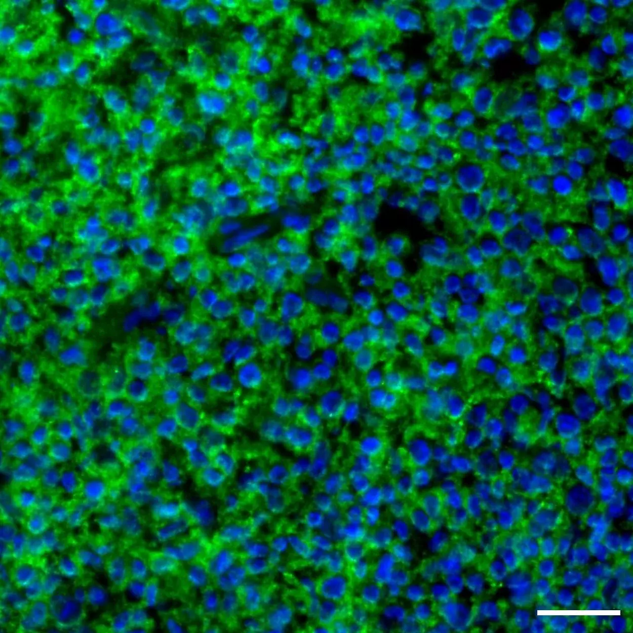 CD40 Antibody, anti-human, REAlease® | Miltenyi Biotec | USA