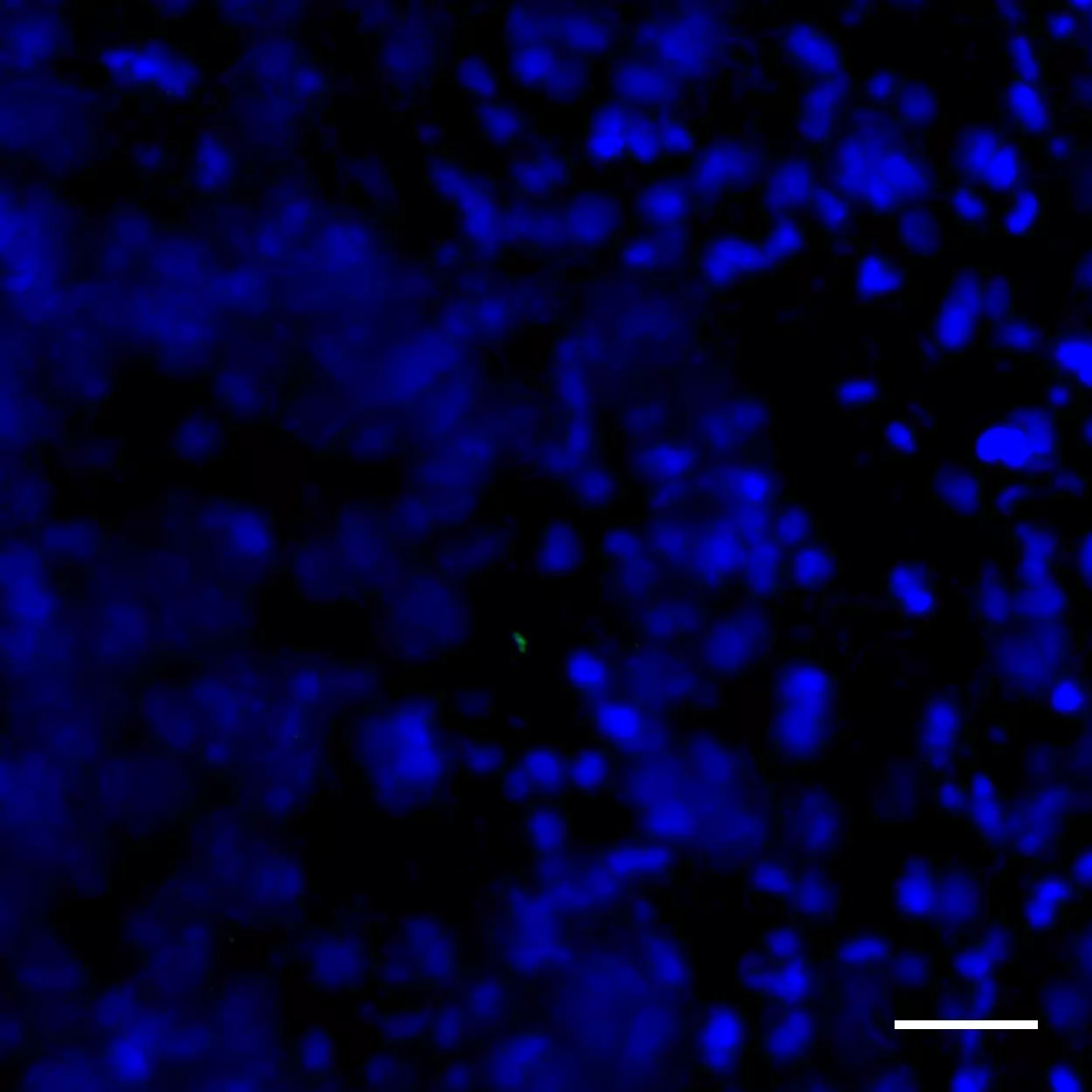 CD41/CD61 Antibody, anti-human, REAlease® | Miltenyi Biotec | USA