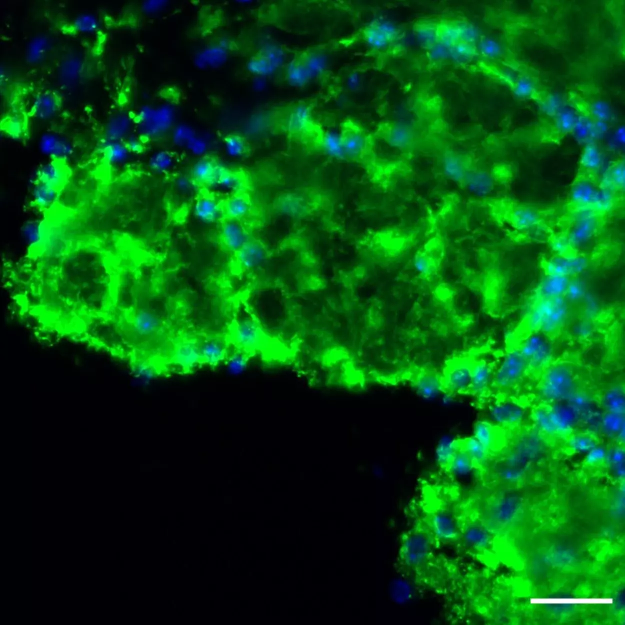 PLP Antibody, anti-human/mouse/rat, REAfinity™ | Miltenyi Biotec | USA