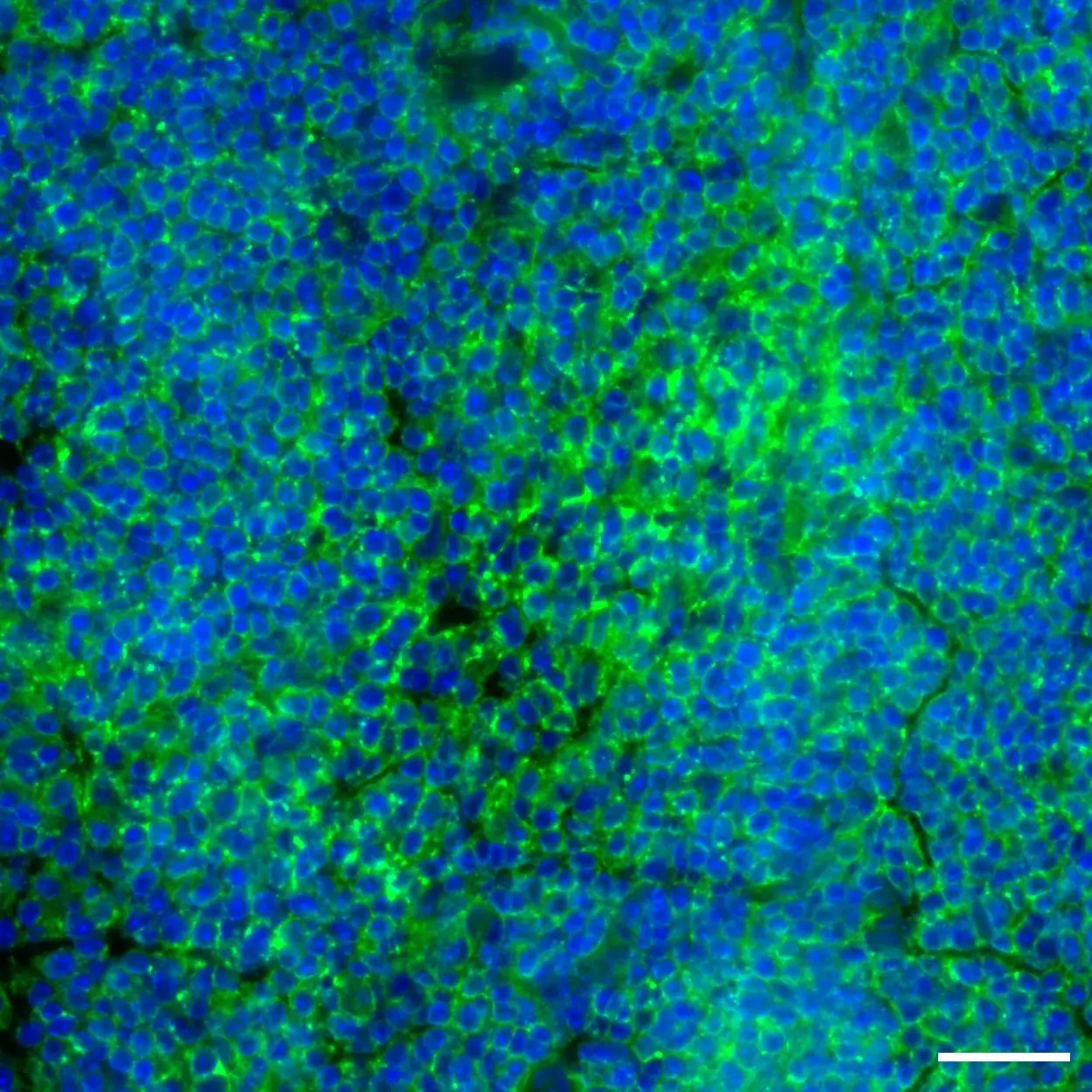 CD19 Antibody, anti-mouse, REAlease® | Miltenyi Biotec | India