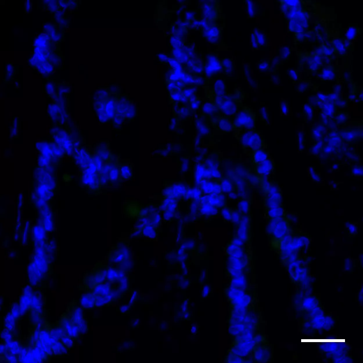 Mucin-5AC Antibody, anti-human, REAdye_lease™ | Miltenyi Biotec | USA