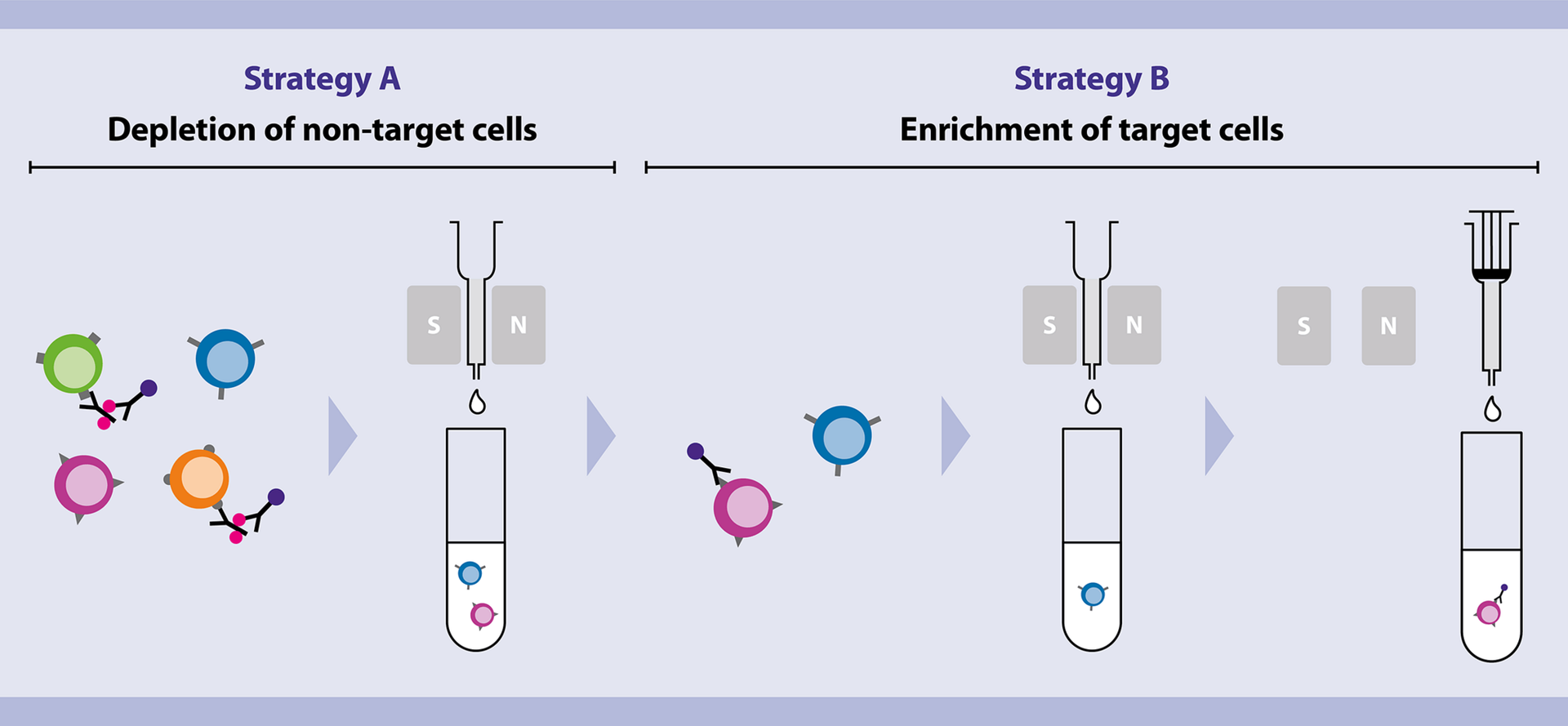 Differentiation of cardiomyocytes | Human PSCs | Protocol | Miltenyi ...