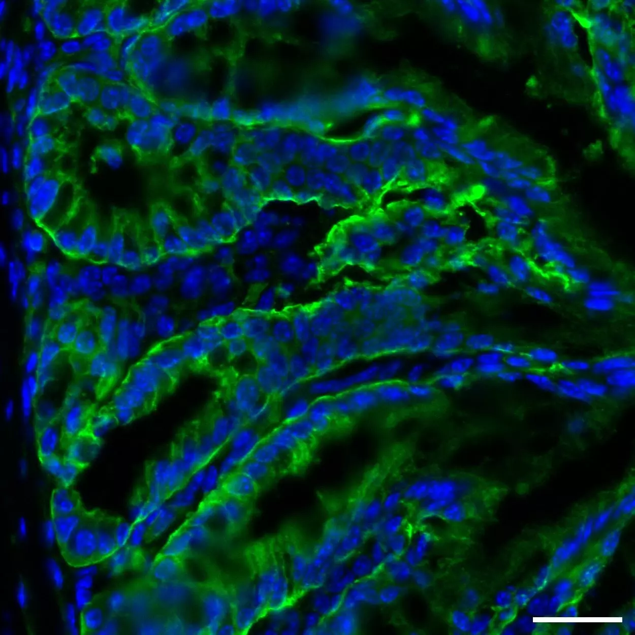CD49f Antibody, anti-human/mouse, REAfinity™ | Miltenyi Biotec | USA