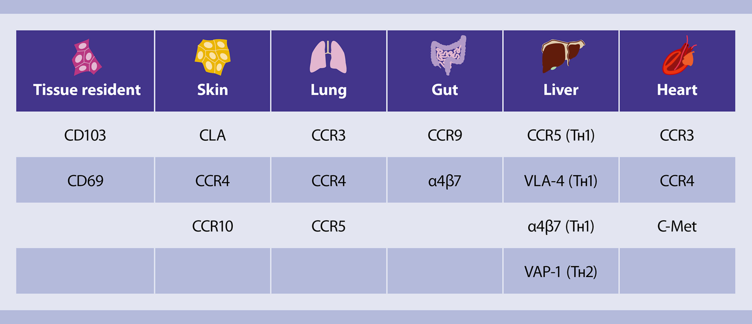 Cytotoxic T Cells | CD8+ T Cells mouse | Handbook | Miltenyi Biotec | USA