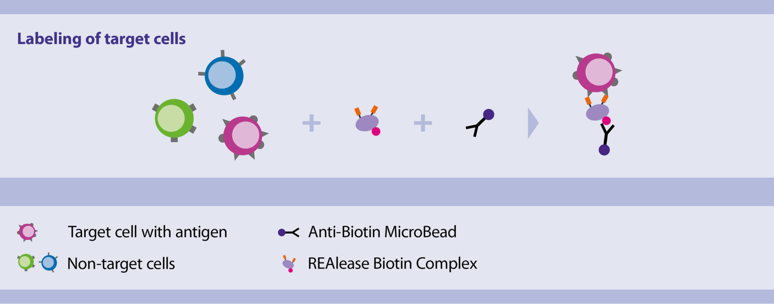 Magnetic cell separation | Miltenyi Biotec | USA Magnetic cell separation | Miltenyi Biotec | USA