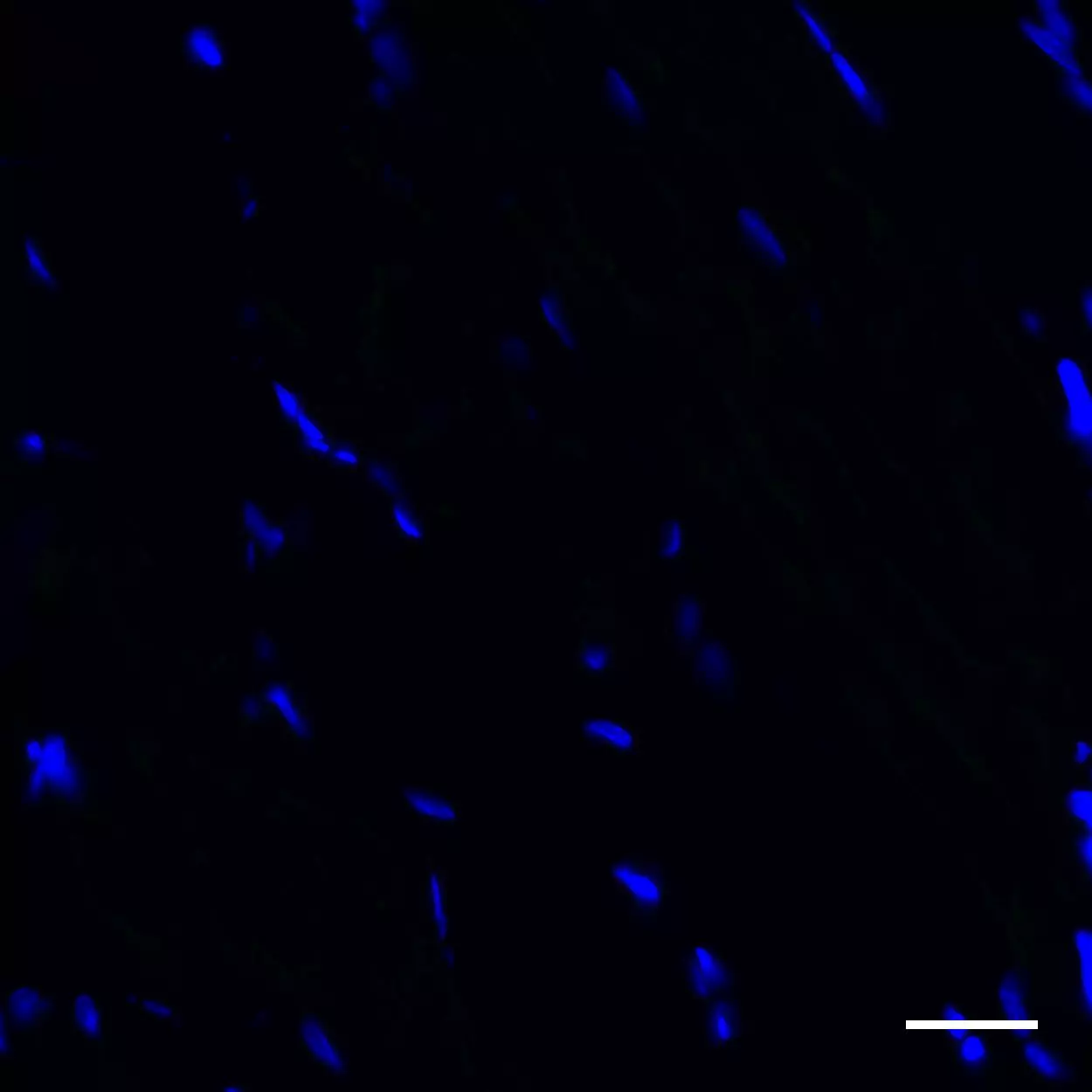 MYH7B Antibody, anti-human, REAdye_lease™ | Miltenyi Biotec | USA