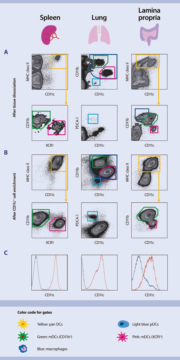 CD11c+ mouse dendritic cells | Isolation and analysis | Protocol ...