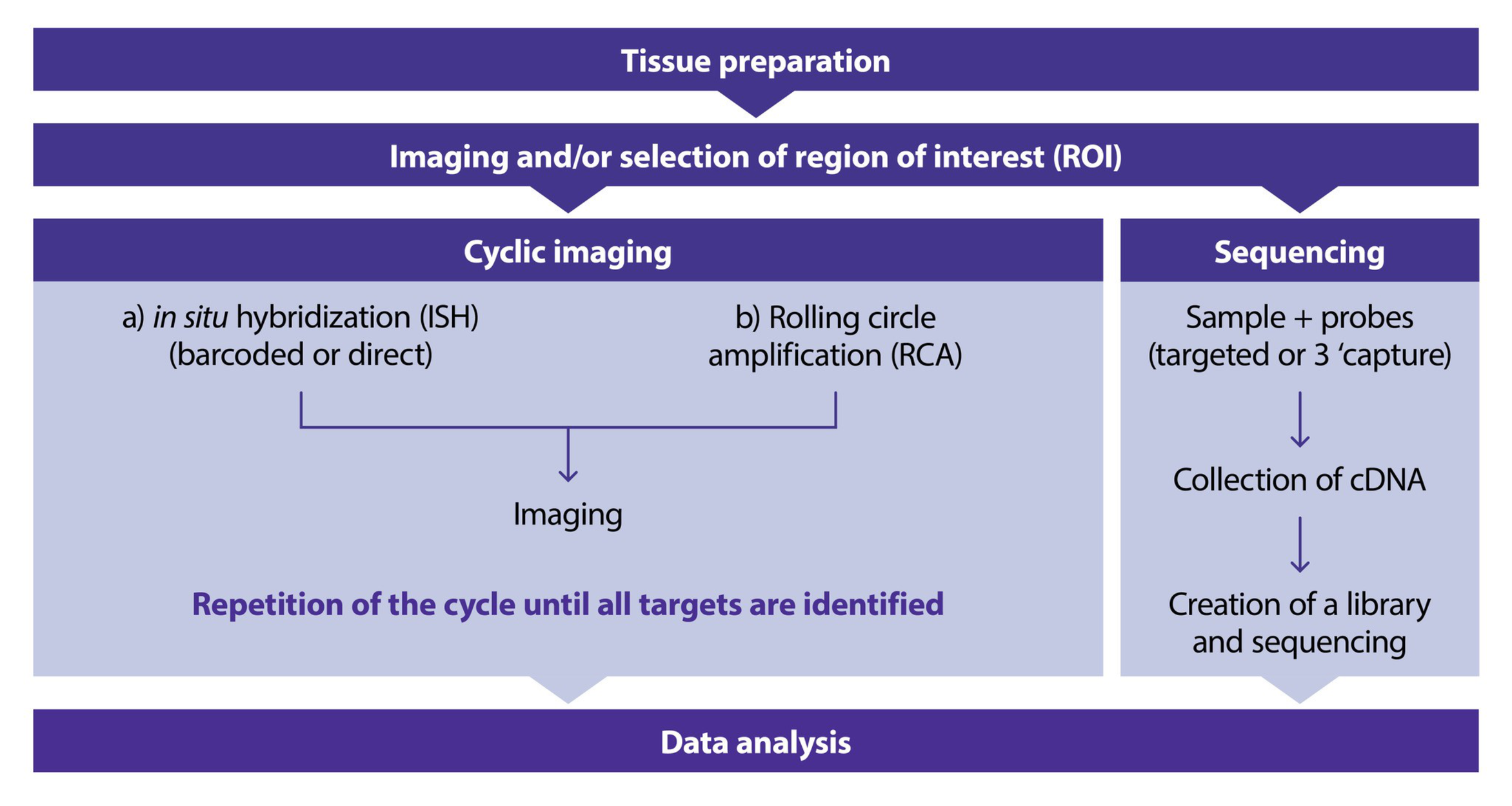 Spatial Biology And Imaging Miltenyi Biotec Usa