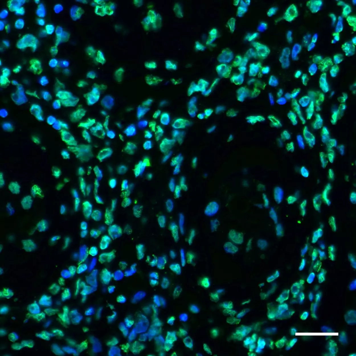 Cyclin E1 Antibody, anti-human, REAdye_lease™ | Miltenyi Biotec ...
