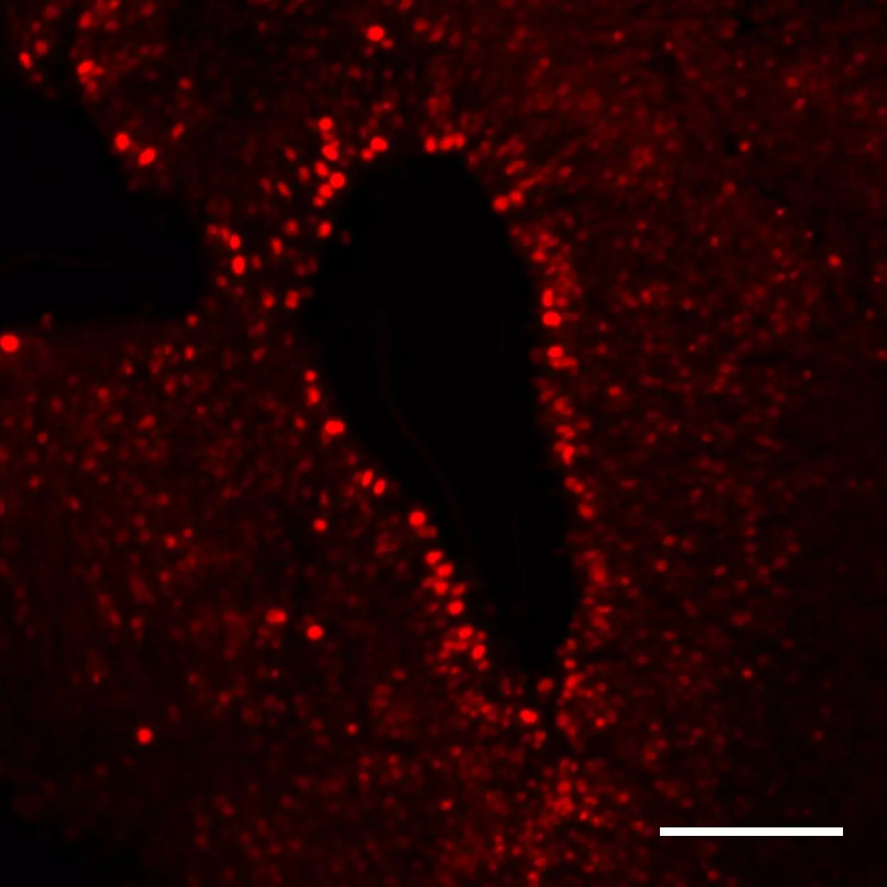 Ki-67 Antibody, anti-human/mouse, REAfinity™ | Miltenyi Biotec | USA