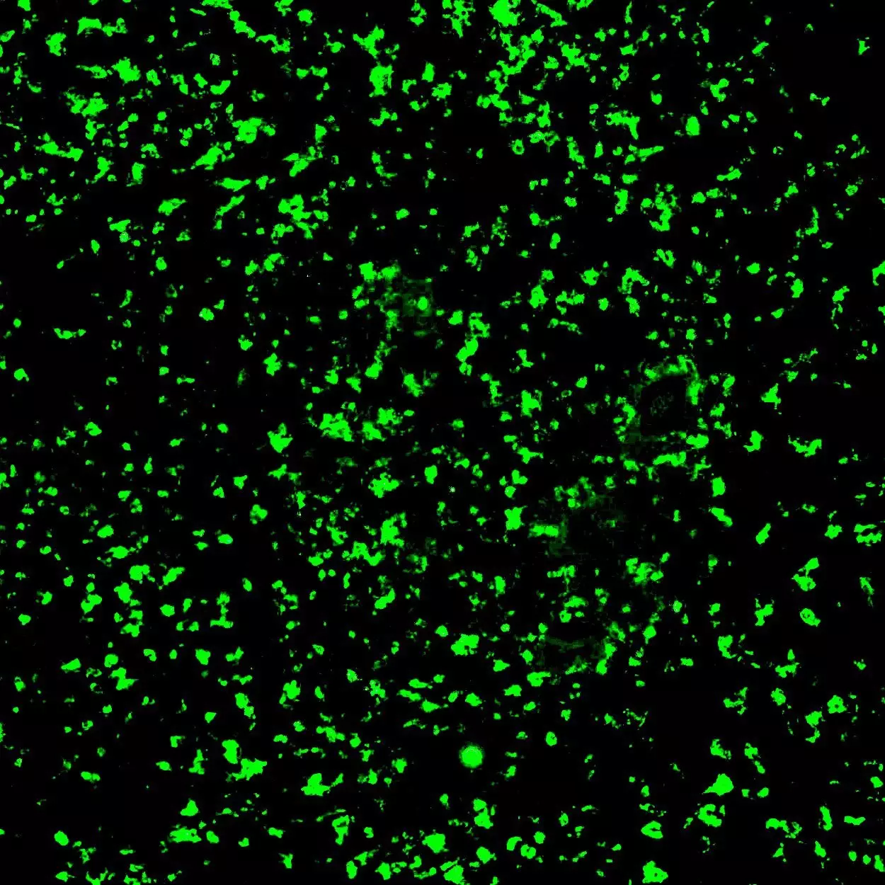 CD11c Antibody, anti-human | Miltenyi Biotec | USA
