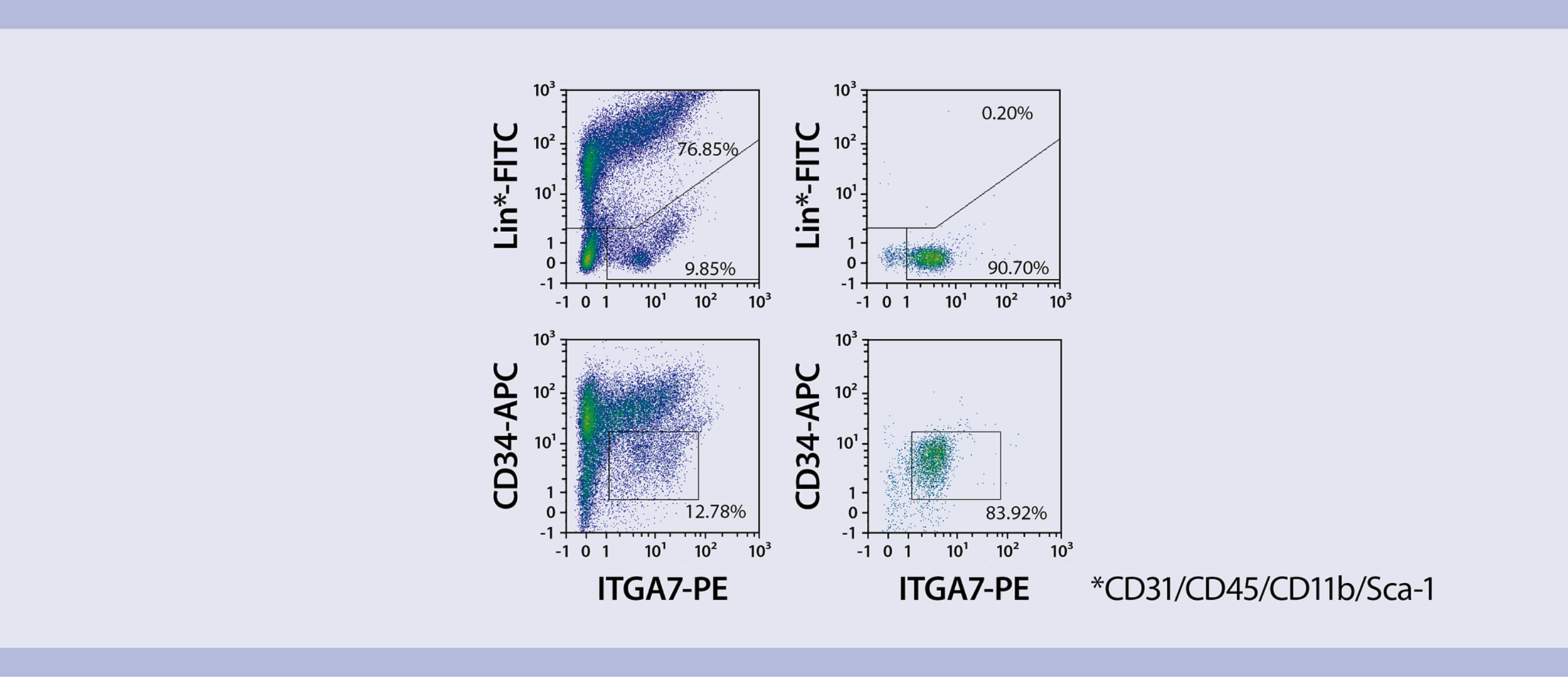 Satellite cells from mouse skeletal muscle | Protocol | Miltenyi Biotec ...