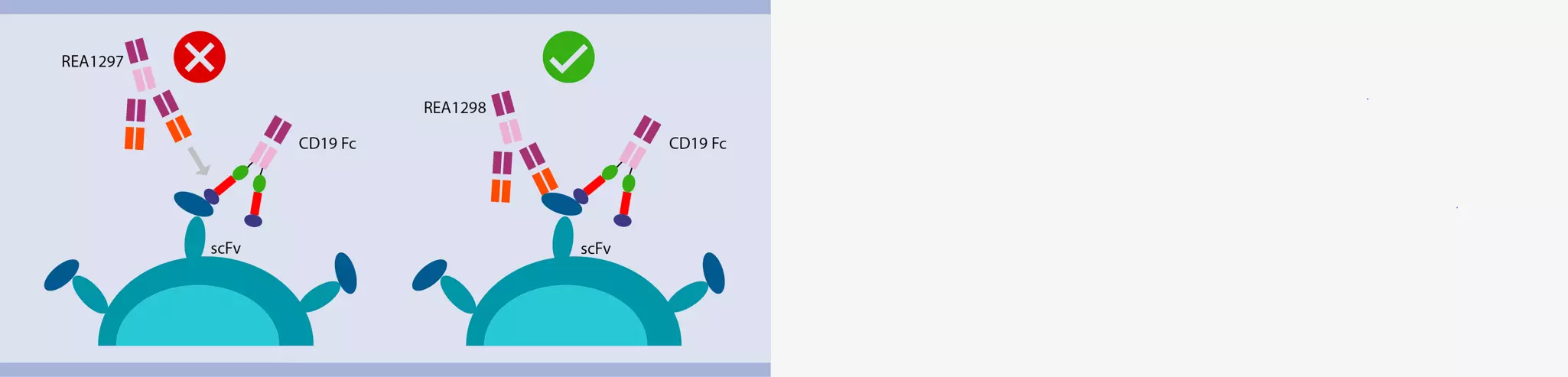 CD19 CAR FMC63 Idiotype Antibody, REAfinity™ | Miltenyi Biotec | USA