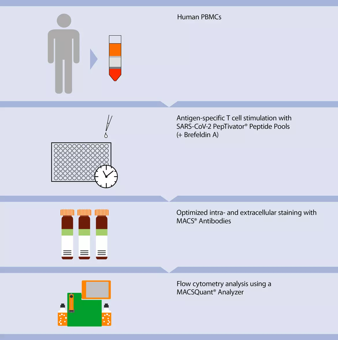 Antigen-specific T Cell Analysis Kit (PBMC), anti-human, REAfinity ...