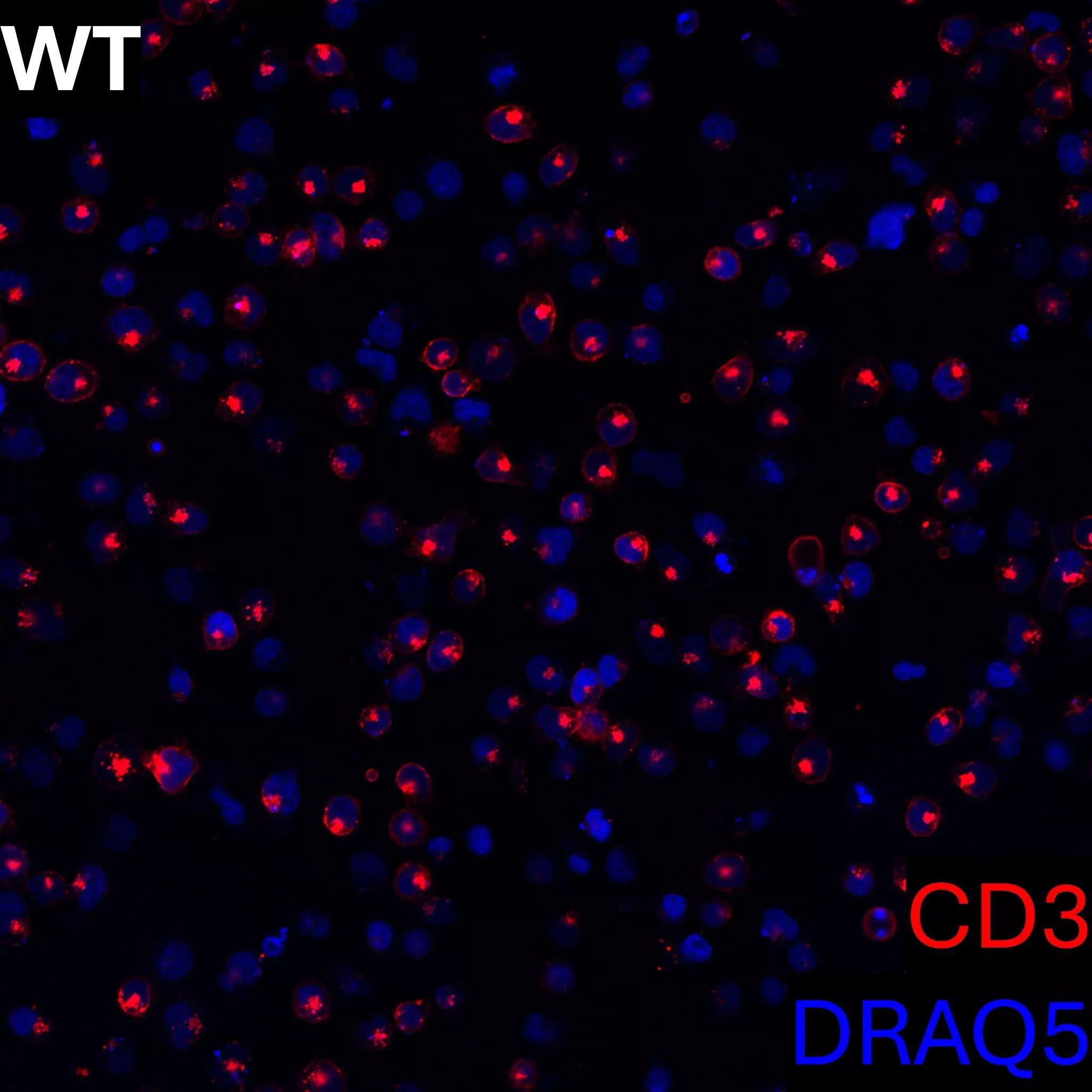 CD3 Antibody, anti-human, REAfinity™ | Miltenyi Biotec | USA