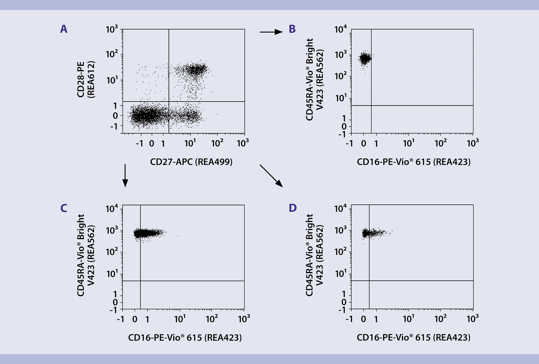 Immunophenotyping | human γδ T cells | Protocol | Miltenyi Biotec | USA