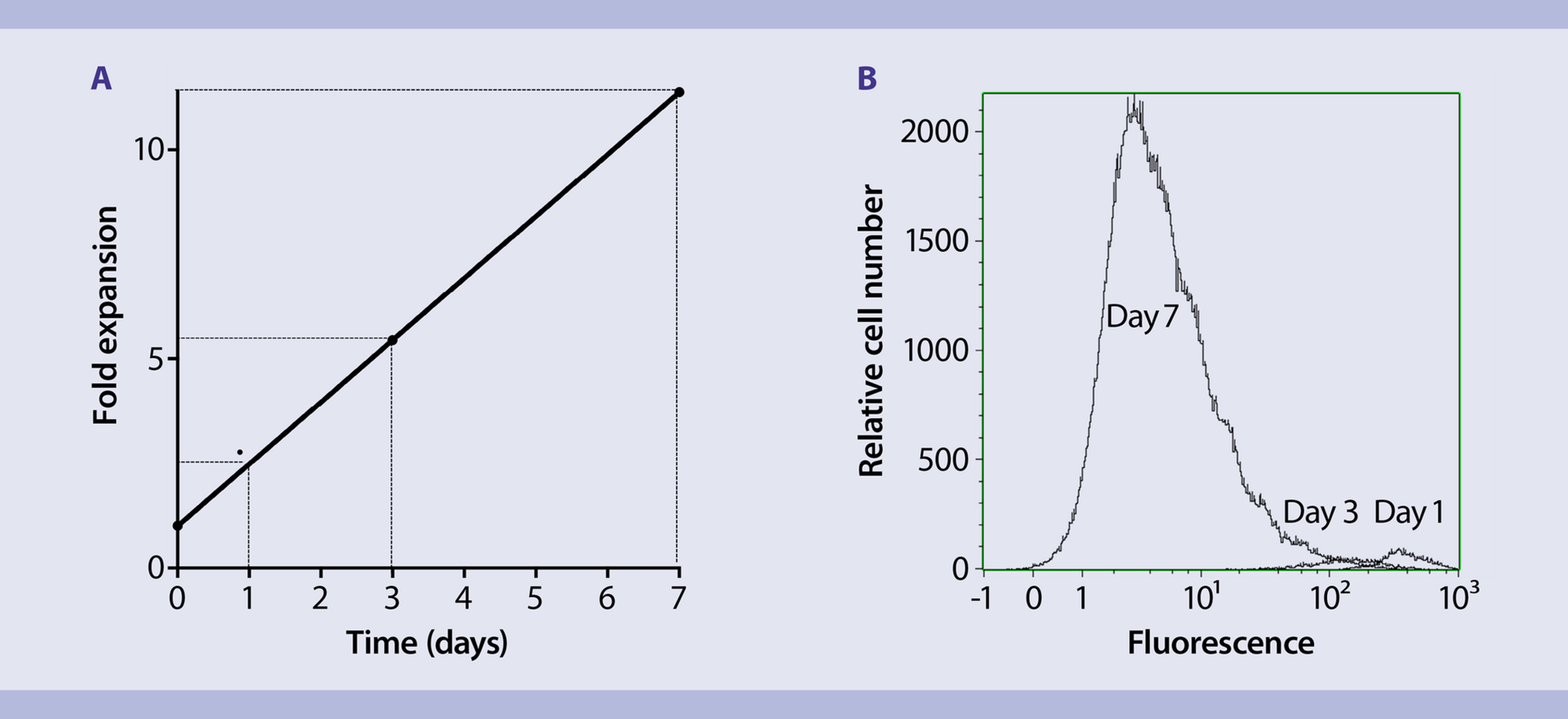 Expansion of mouse CD4+ T cells | Protocol | Miltenyi Biotec | USA