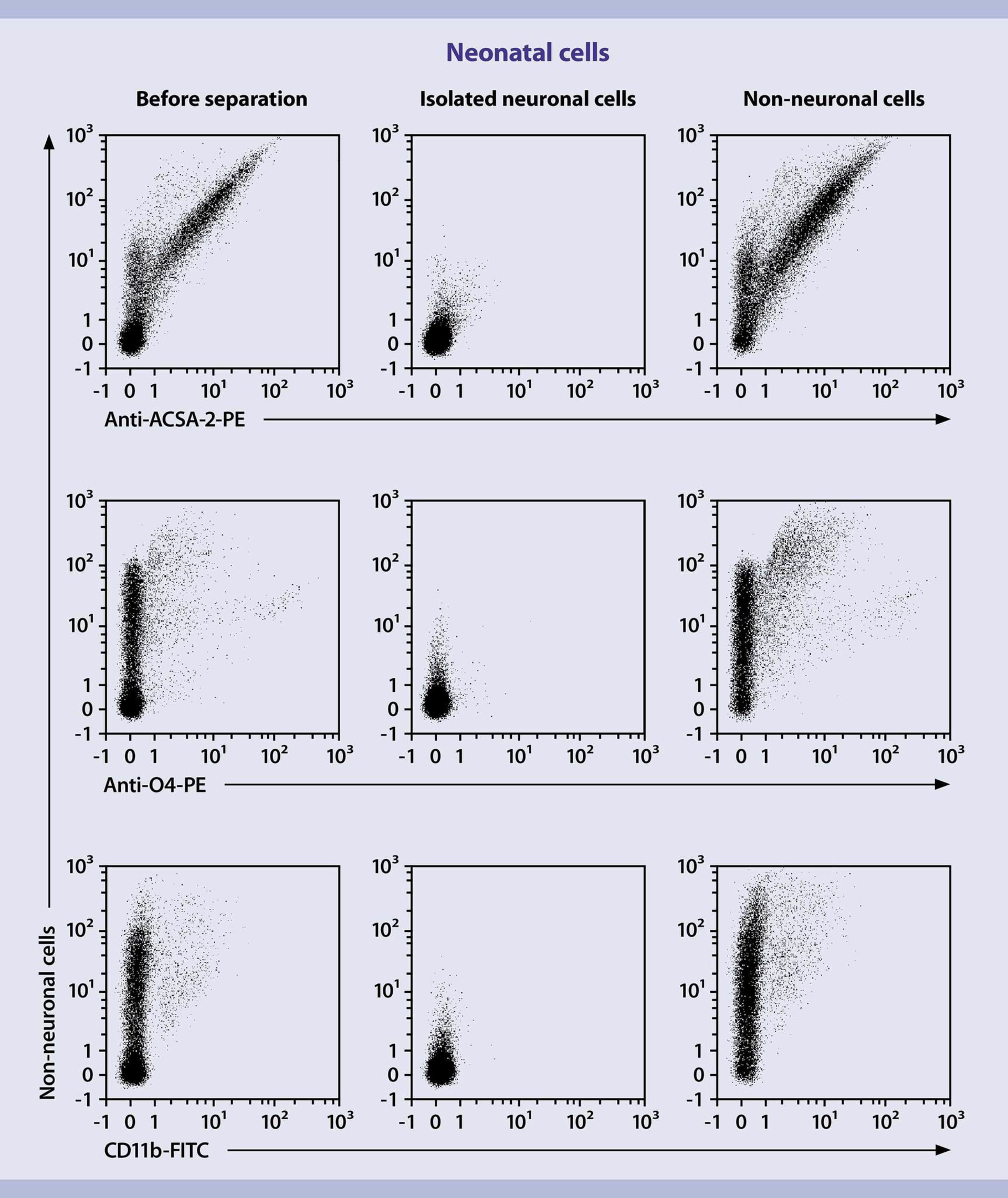 Neural cells (mouse) | Miltenyi Biotec | Australia