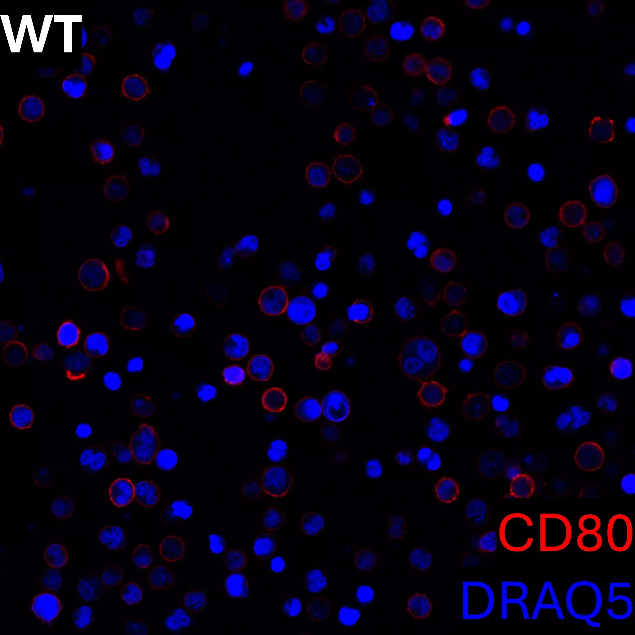 CD80 Antibody, anti-human, REAfinity™ | Miltenyi Biotec | USA