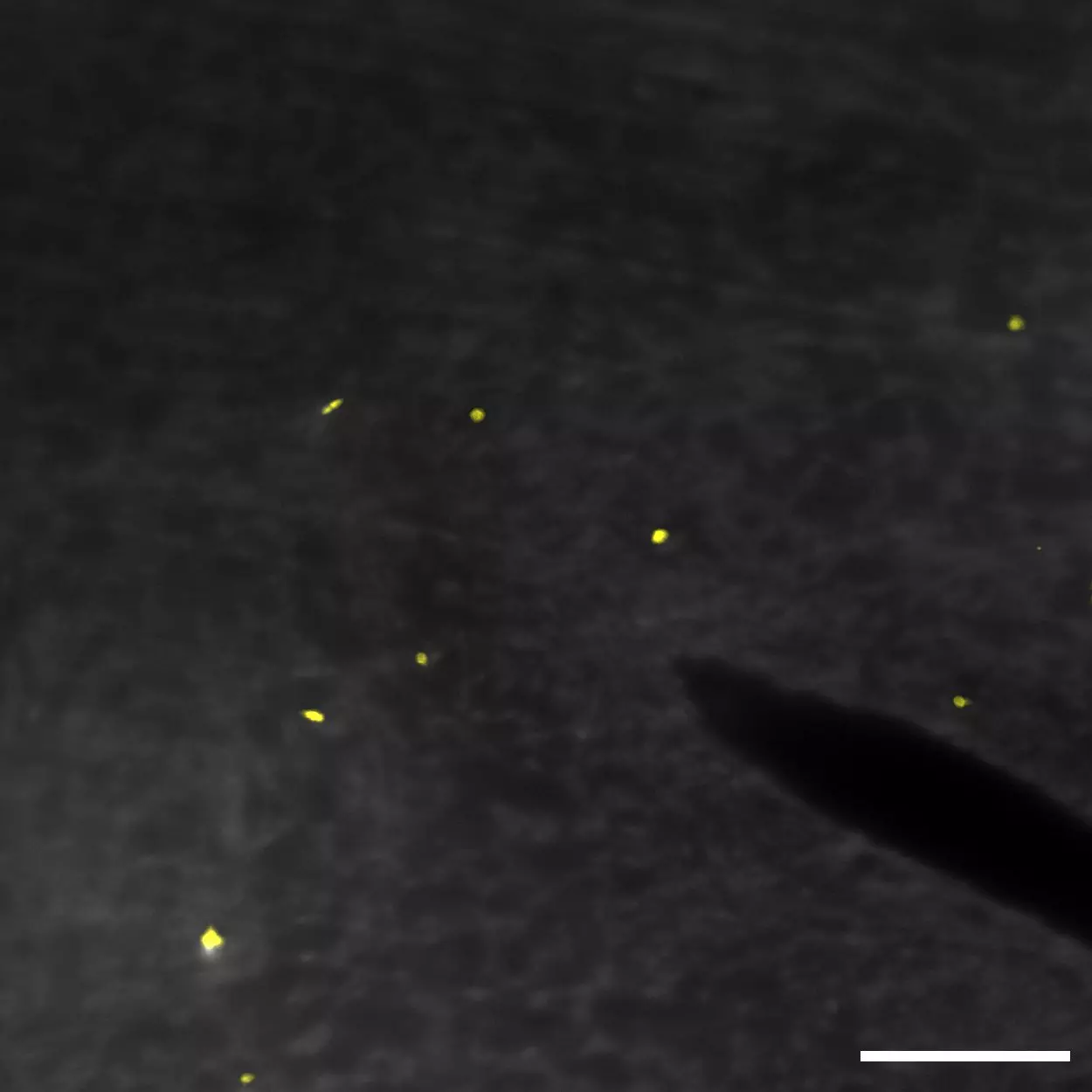 CD3 Antibody, anti-human, REAfinity™ | Miltenyi Biotec | USA