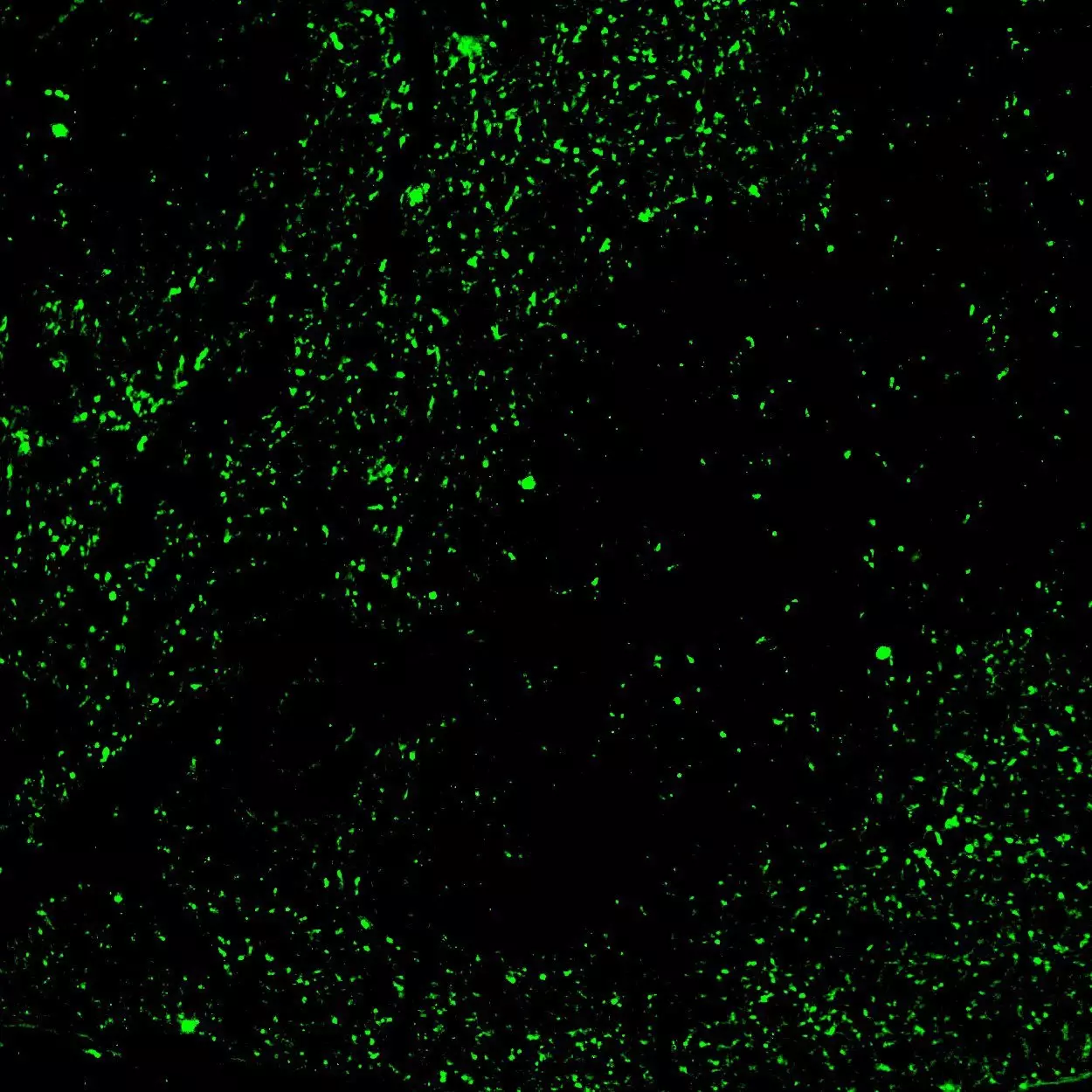 CD1d Antibody, anti-mouse | Miltenyi Biotec | USA
