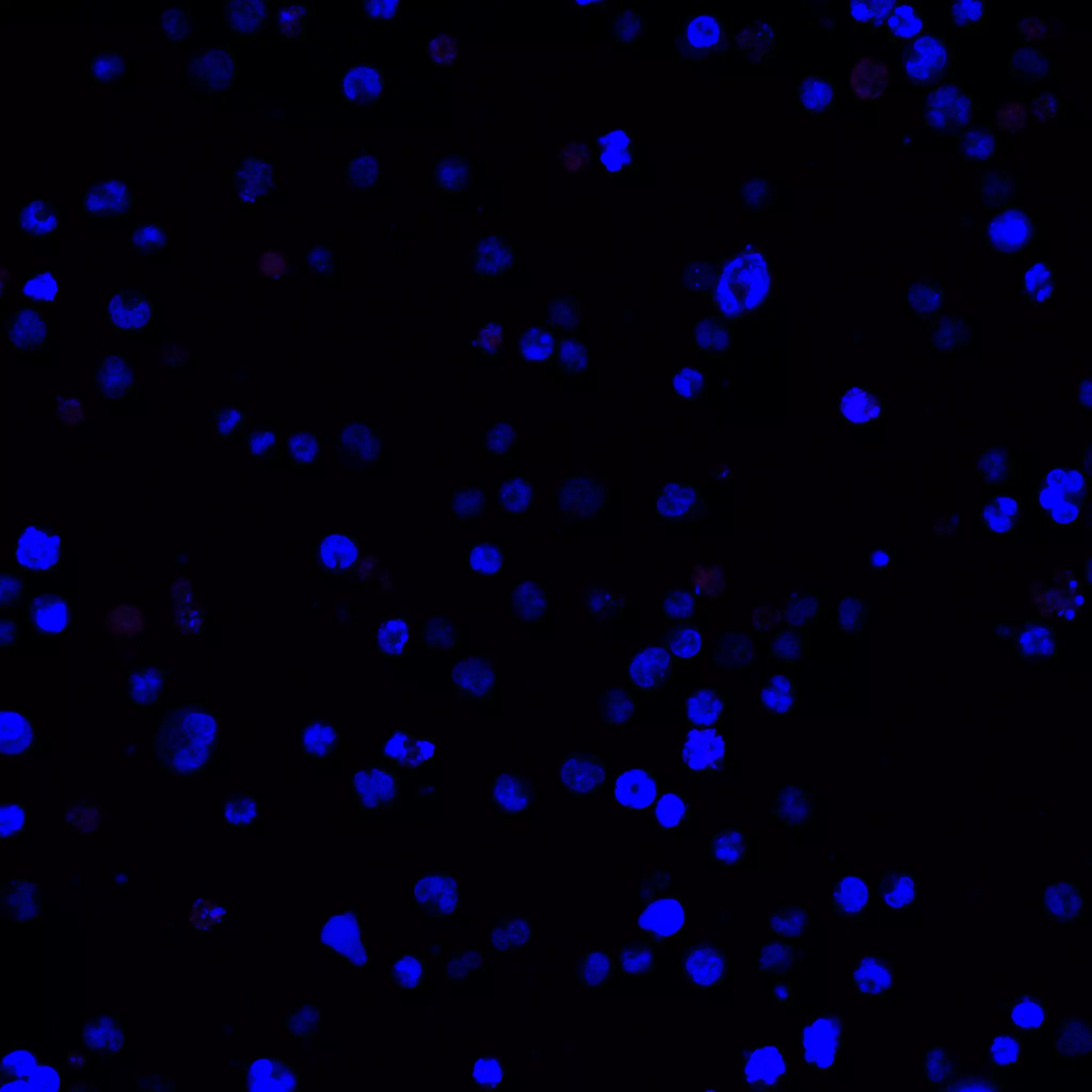 CD321 (JAM1) Antibody, anti-human, REAfinity™ | Miltenyi Biotec | USA