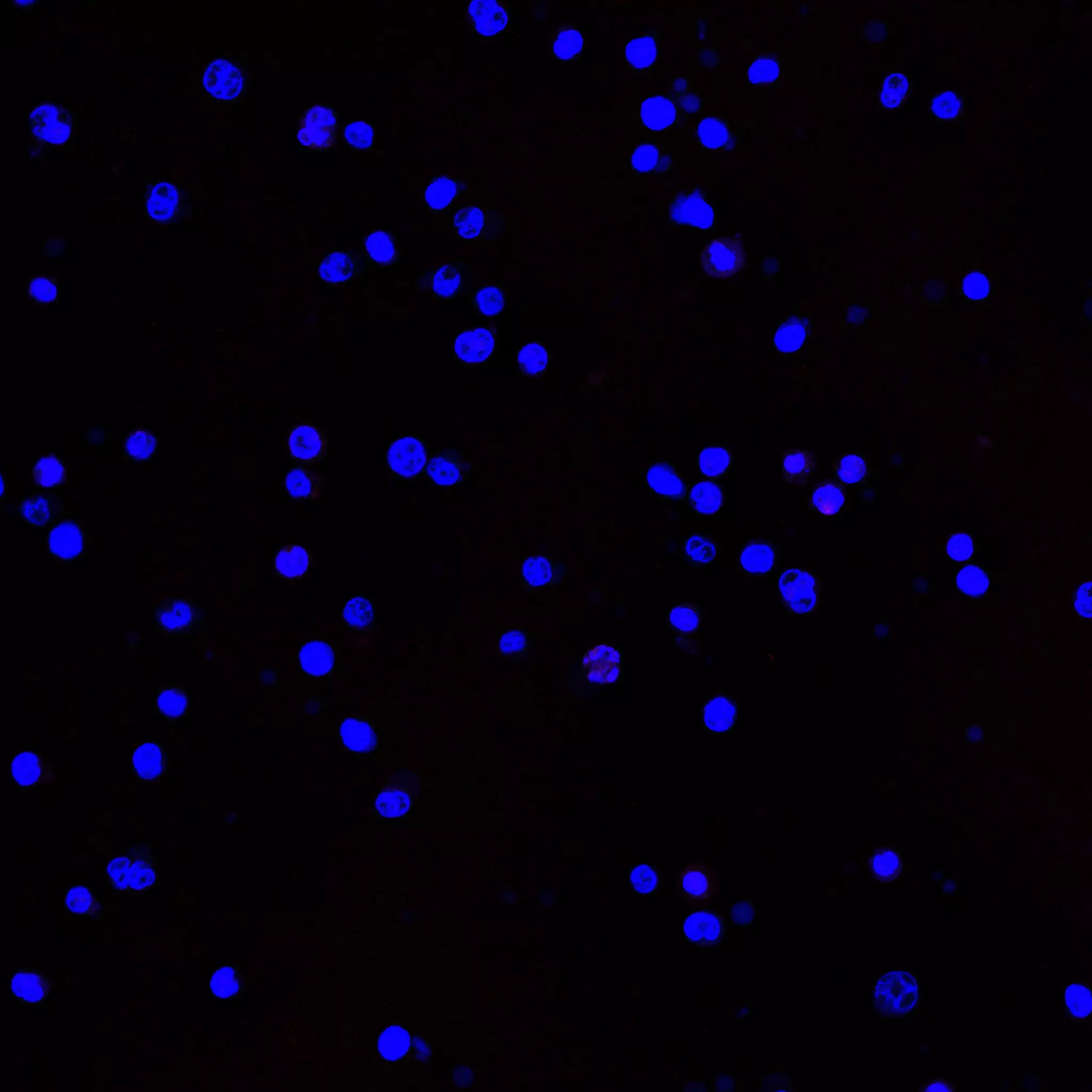 CD10 Antibody, anti-human, REAdye_lease™ | Miltenyi Biotec | USA