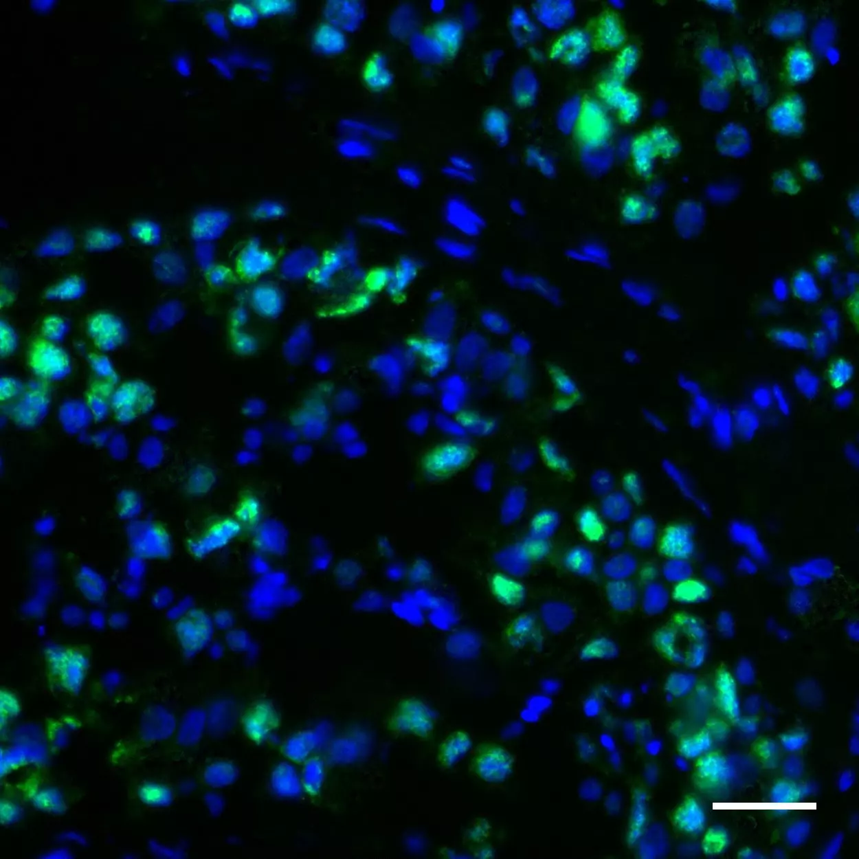 53BP1 Antibody, anti-human, REAdye_lease™ | Miltenyi Biotec | USA