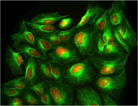 DRAQ7™ Staining Solution | Miltenyi Biotec | USA