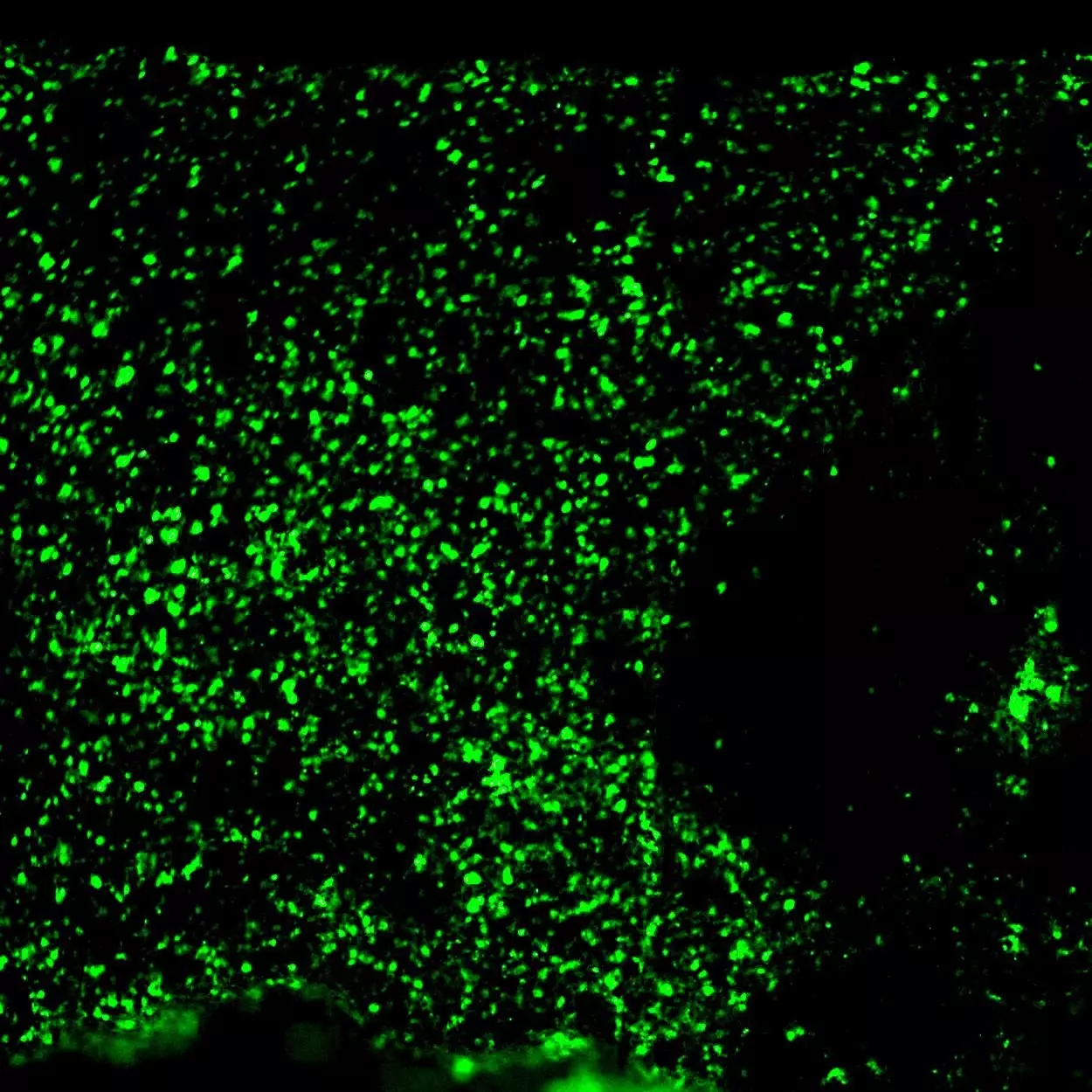 CD68 Antibody, anti-mouse | Miltenyi Biotec | USA