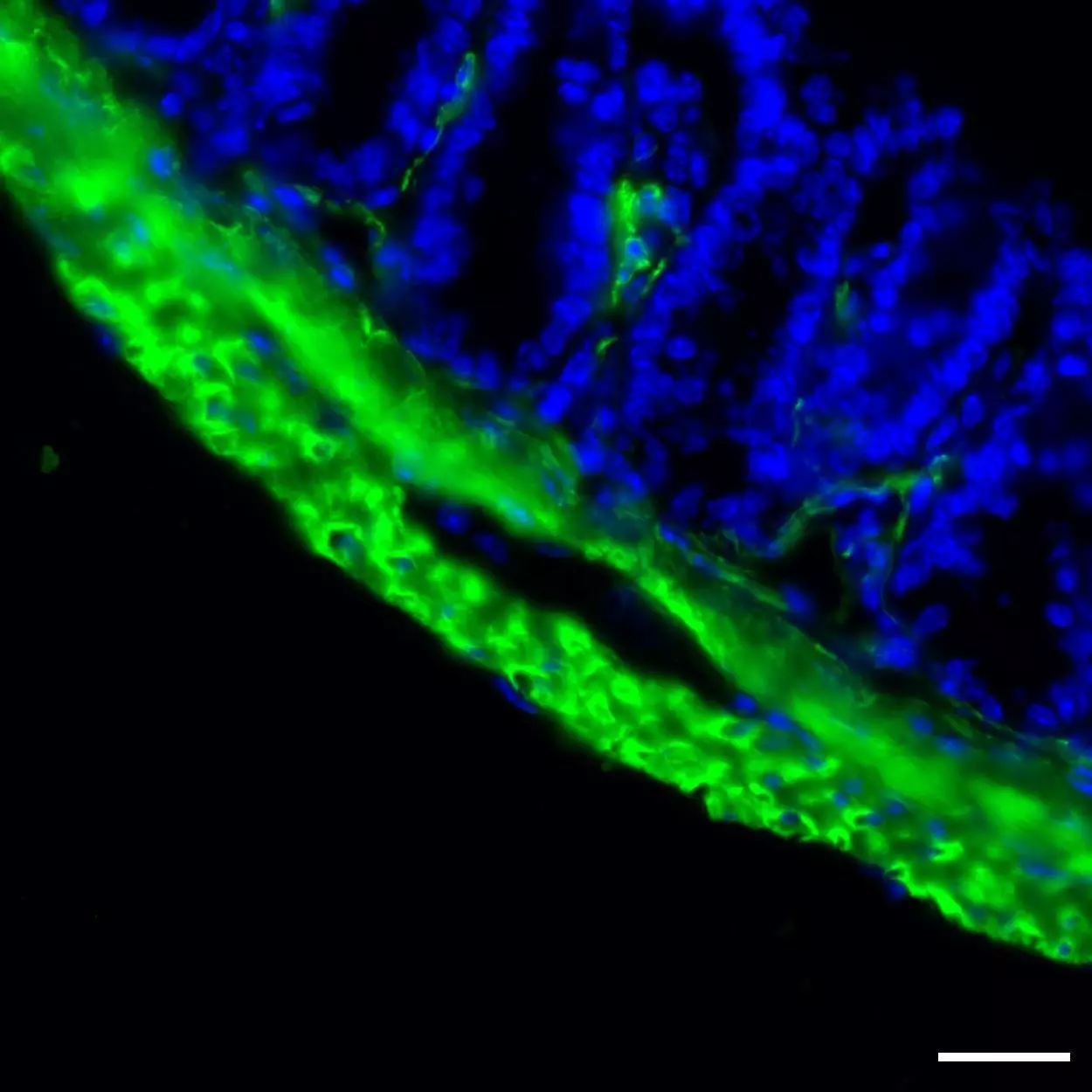 Actin (Smooth Muscle) Antibody, anti-human, REAdye_lease™ | Miltenyi ...