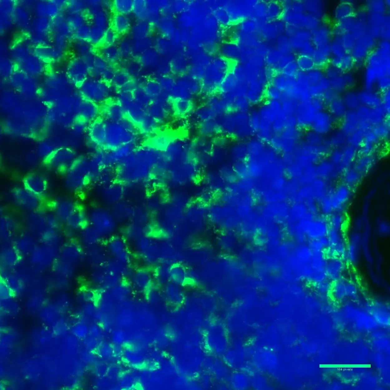 CD90 Antibody, anti-human, REAlease® | Miltenyi Biotec | USA