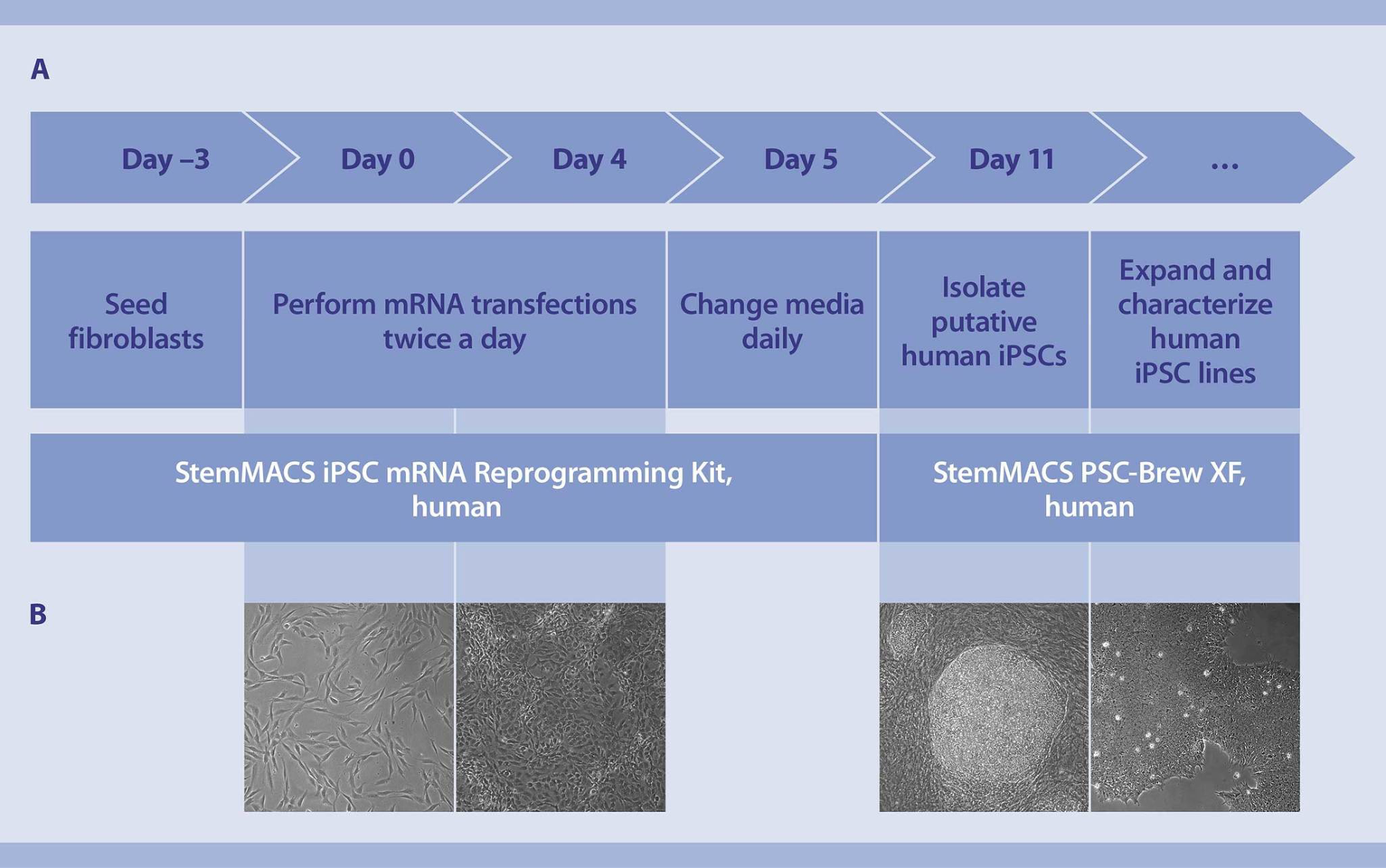 Reprogramming Of Human Fibroblasts Into Induced Pluripotent Stem Cells Ipscs Miltenyi Biotec