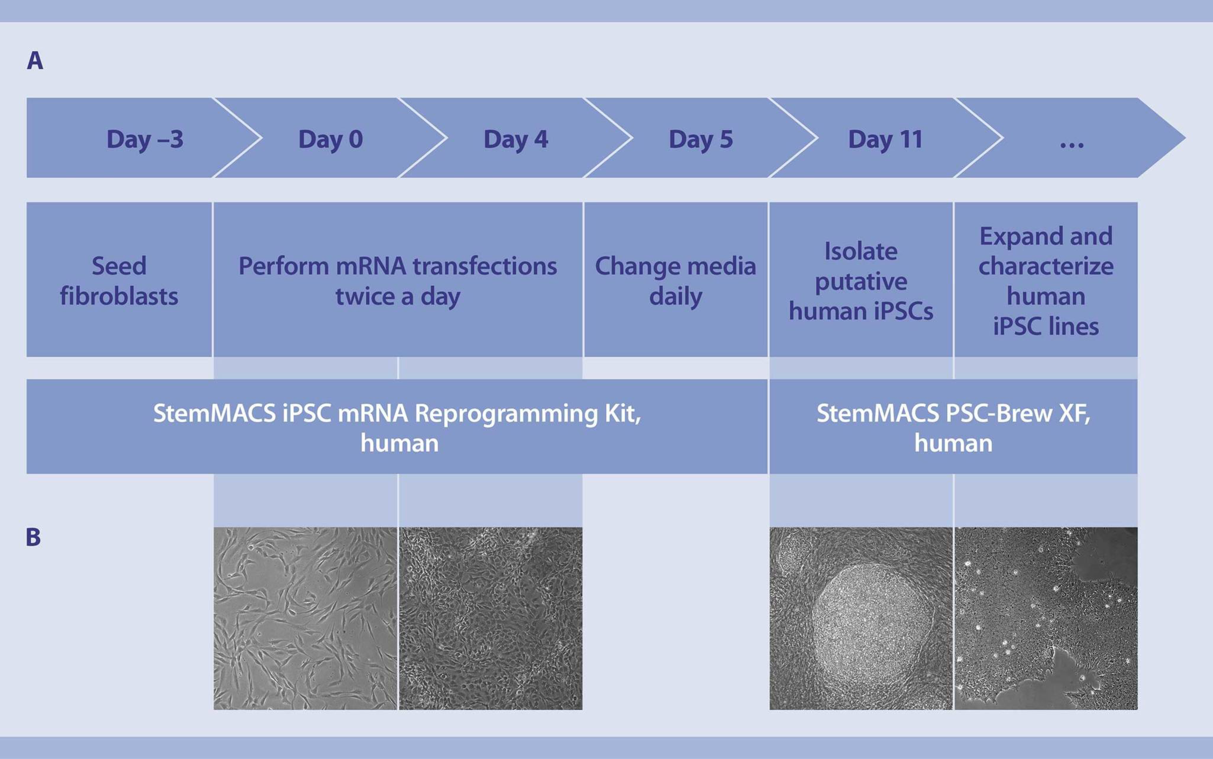 Reprogramming of human fibroblasts into induced pluripotent stem cells ...