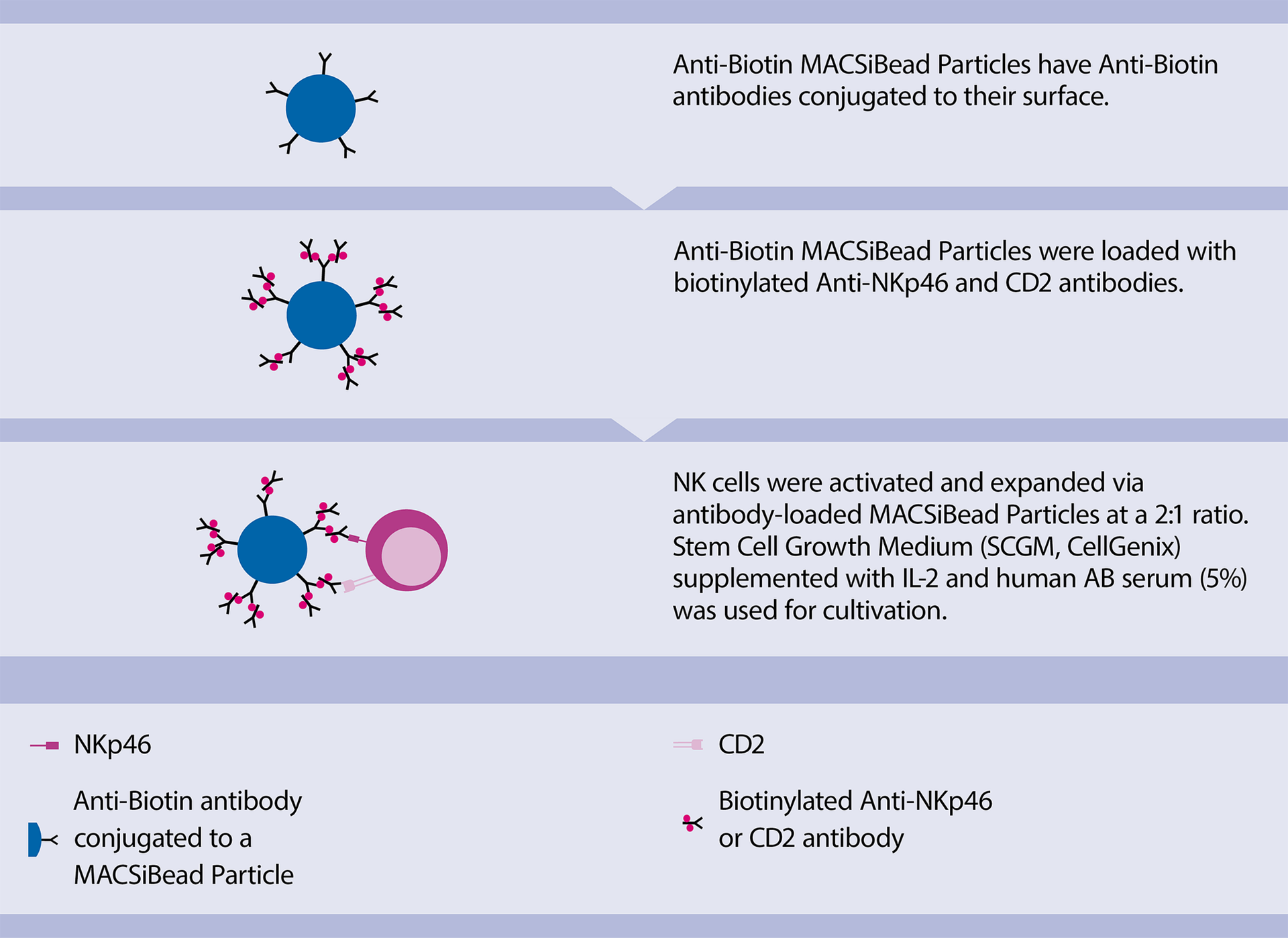 Isolation of NK cells | Untouched immune cells | Protocol | Miltenyi ...
