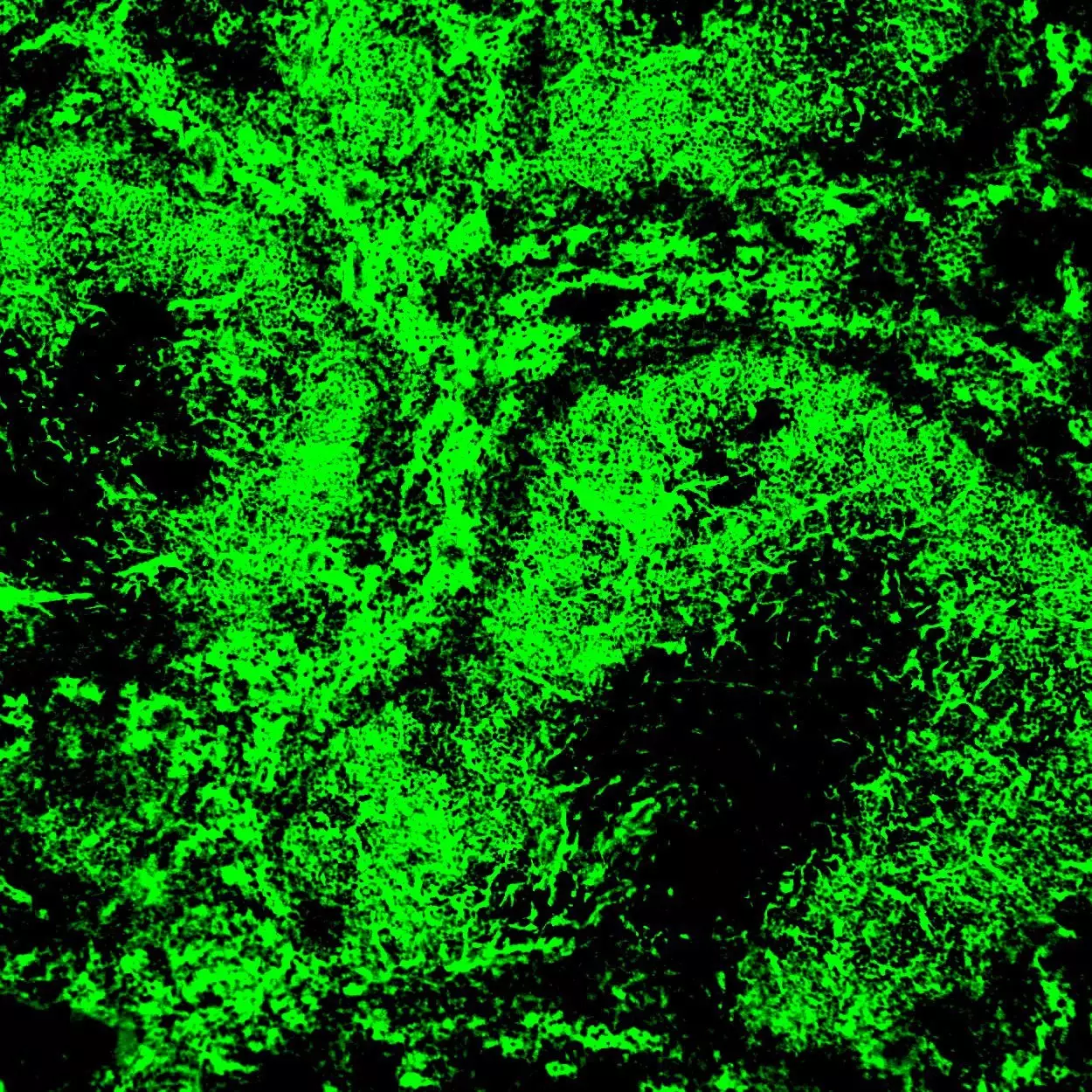 CD55 (DAF) Antibody, anti-mouse, REAfinity™ | Miltenyi Biotec | USA