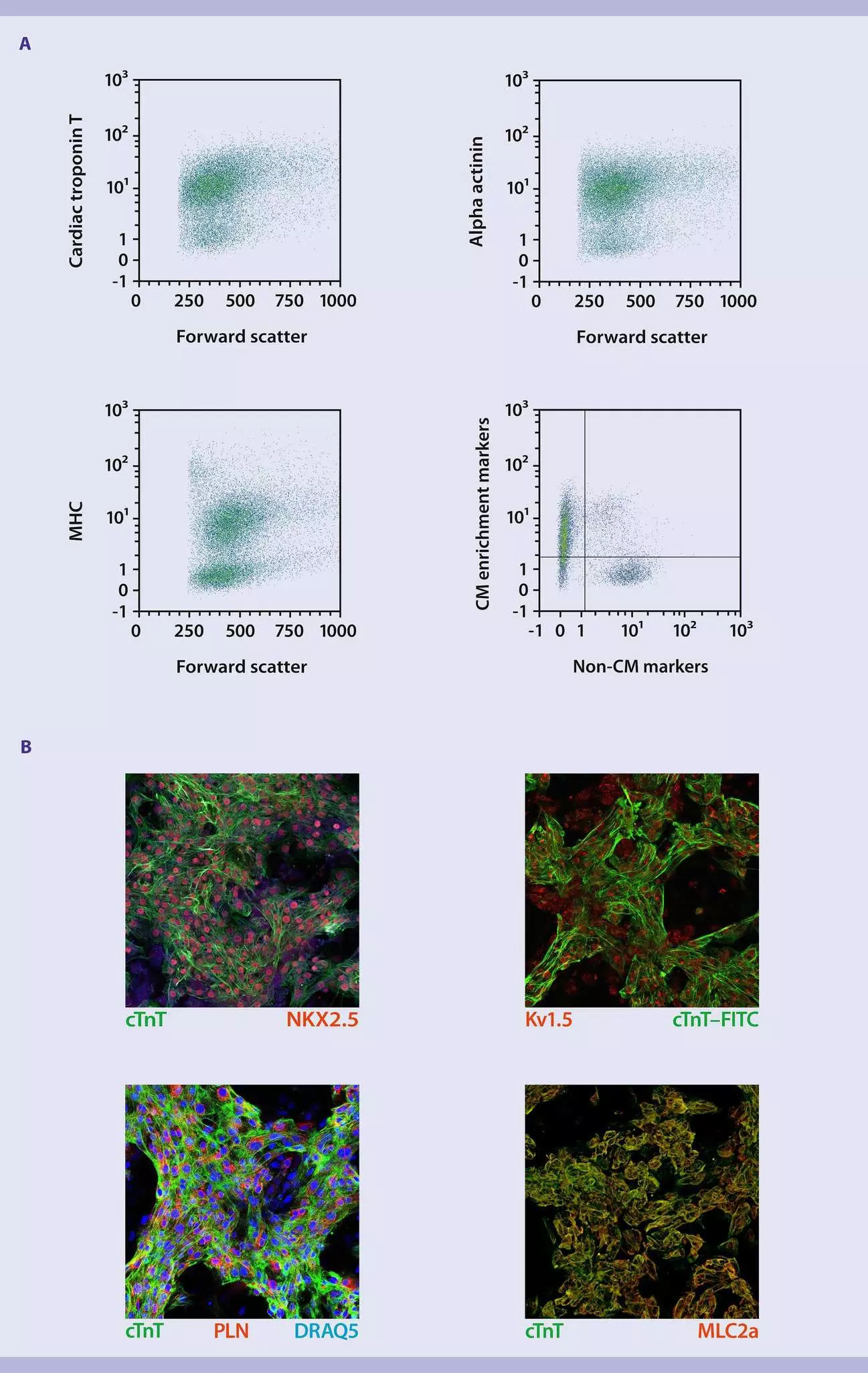 Cardiotoxicity Screening | hPSC-Derived Cardiomyocytes | Miltenyi ...