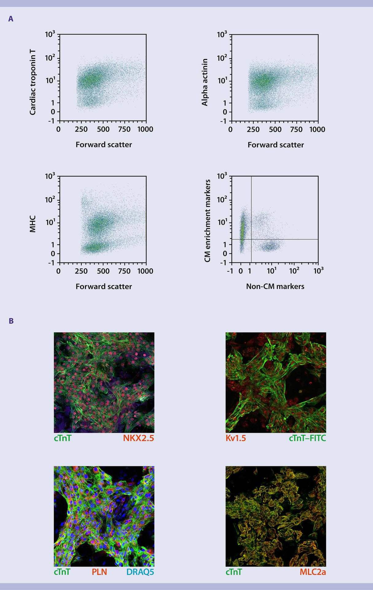 Cardiotoxicity testing | Cardiotoxicity screening | Miltenyi | Miltenyi ...