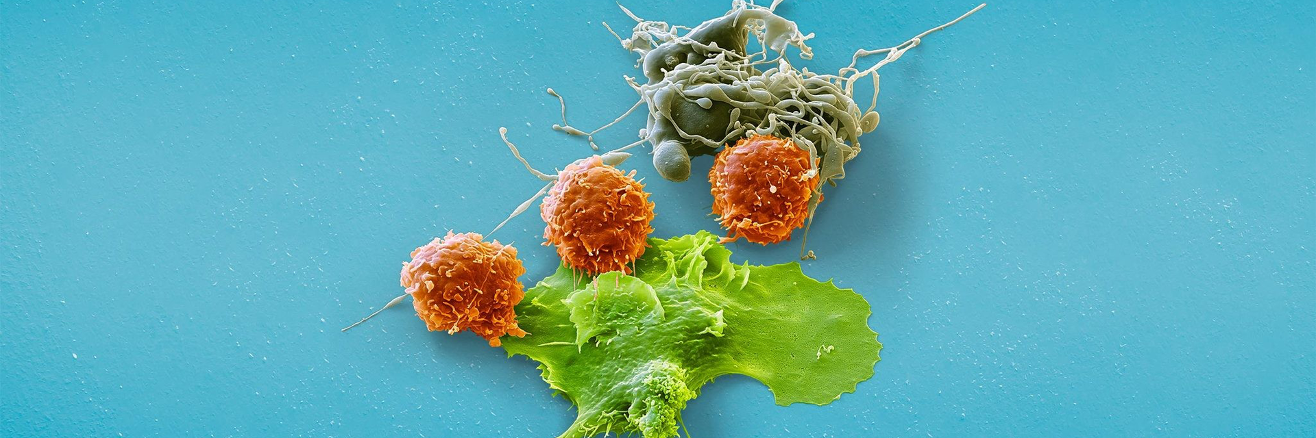 Gene-modified cells | Miltenyi Biotec | Australia