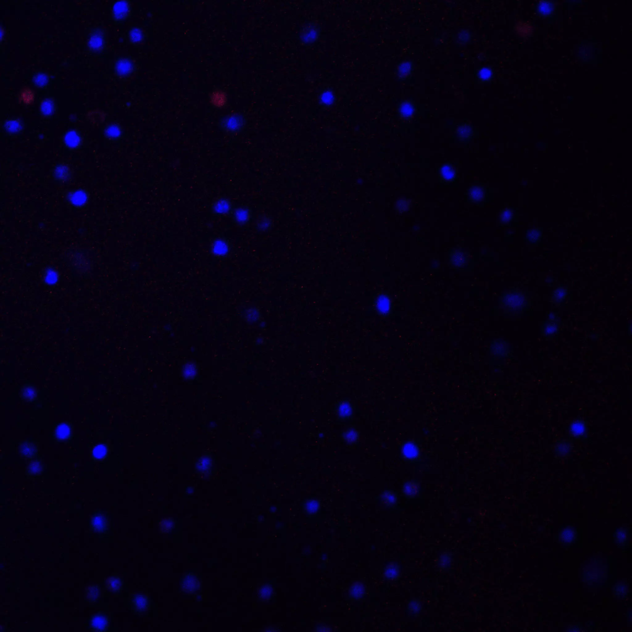 CD10 Antibody, anti-human, REAlease® | Miltenyi Biotec | India