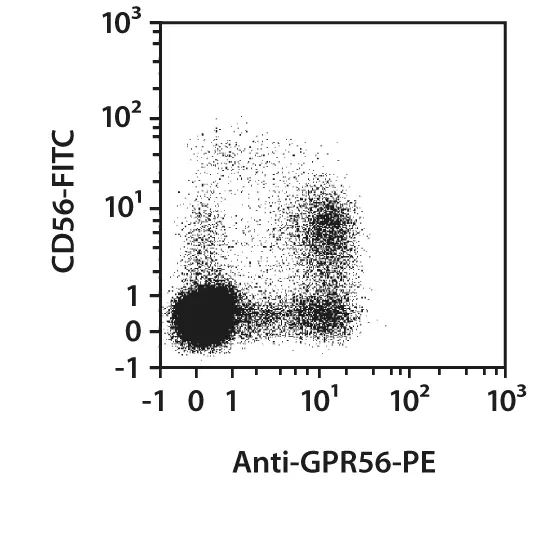 GPR56 Antibody, anti-human, REAfinity™ | Miltenyi Biotec | USA