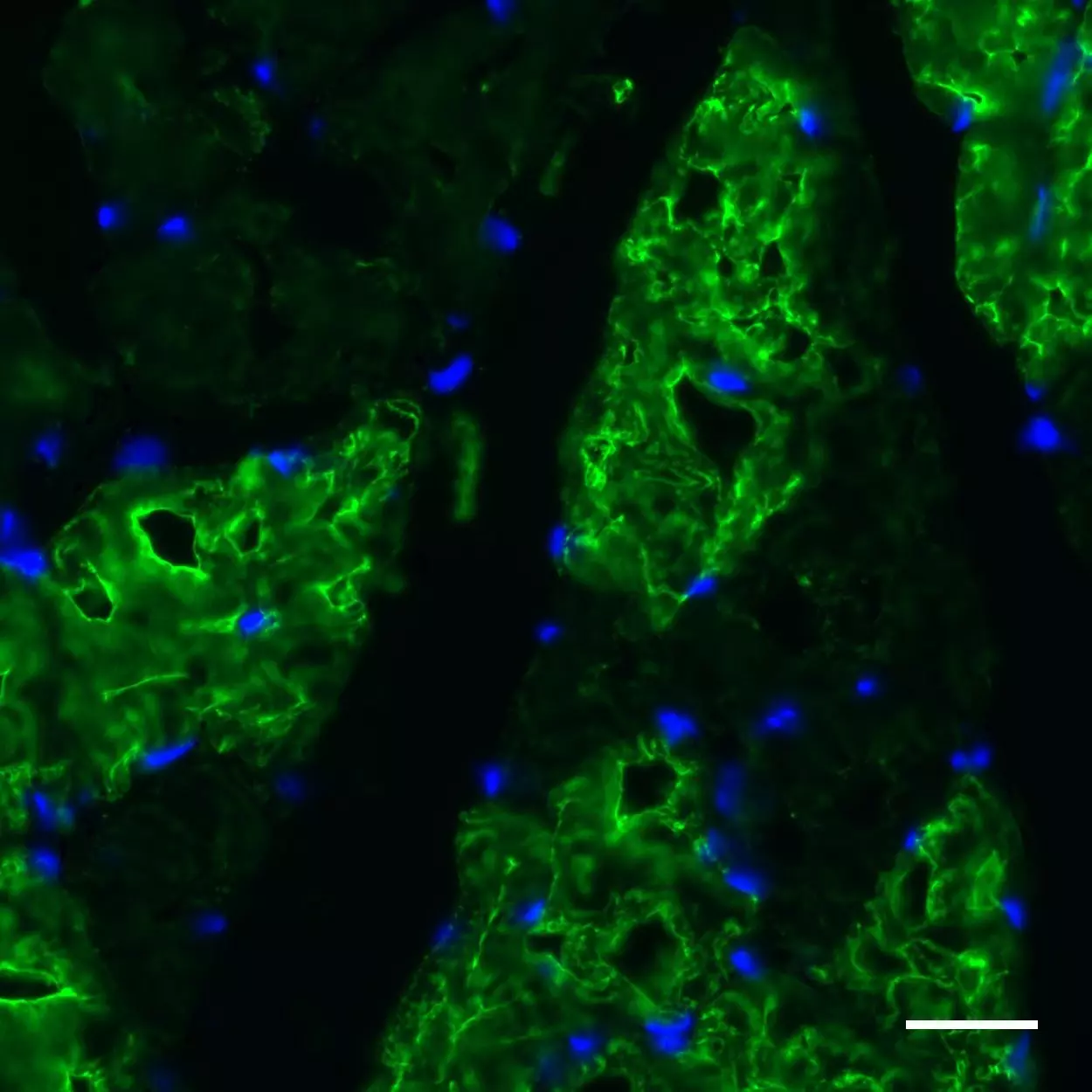 MYH7B Antibody, anti-human, REAdye_lease™ | Miltenyi Biotec | USA