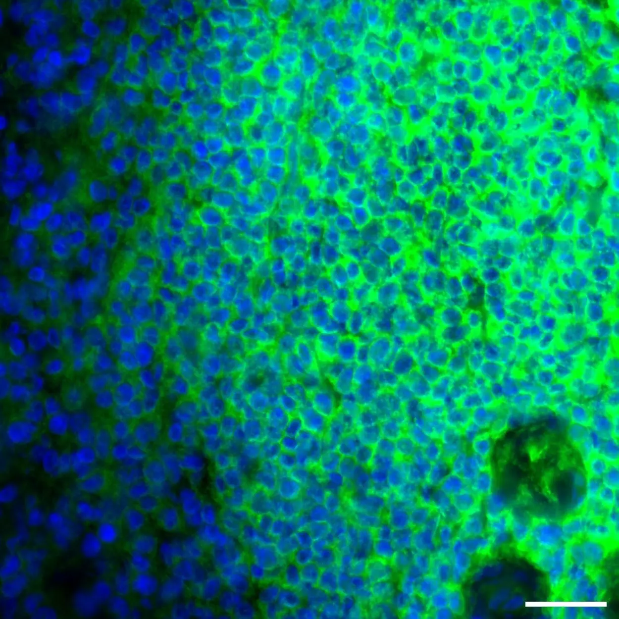 CD40 Antibody, anti-human | Miltenyi Biotec | Great Britain