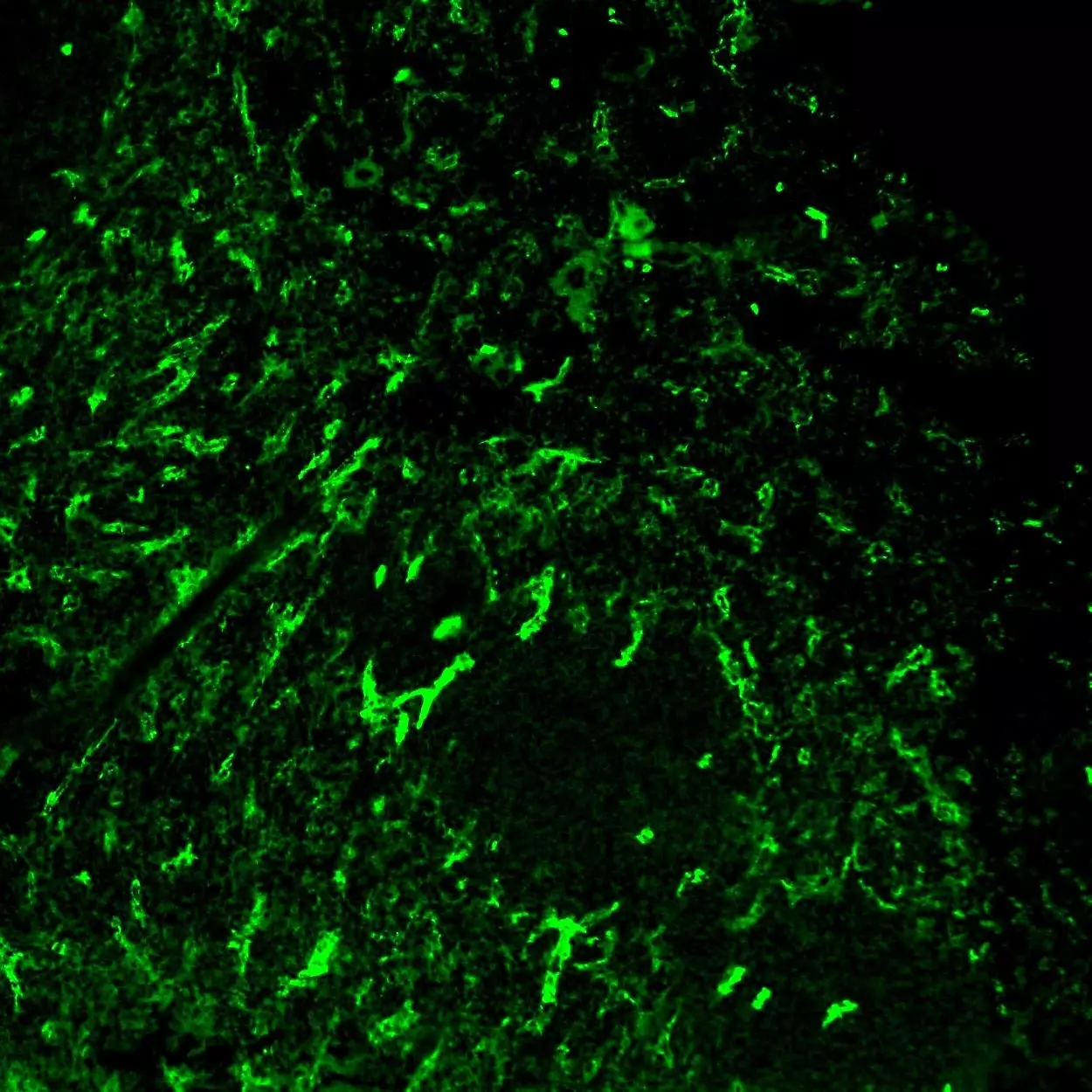 CD31 Antibody, anti-mouse | Miltenyi Biotec | 日本
