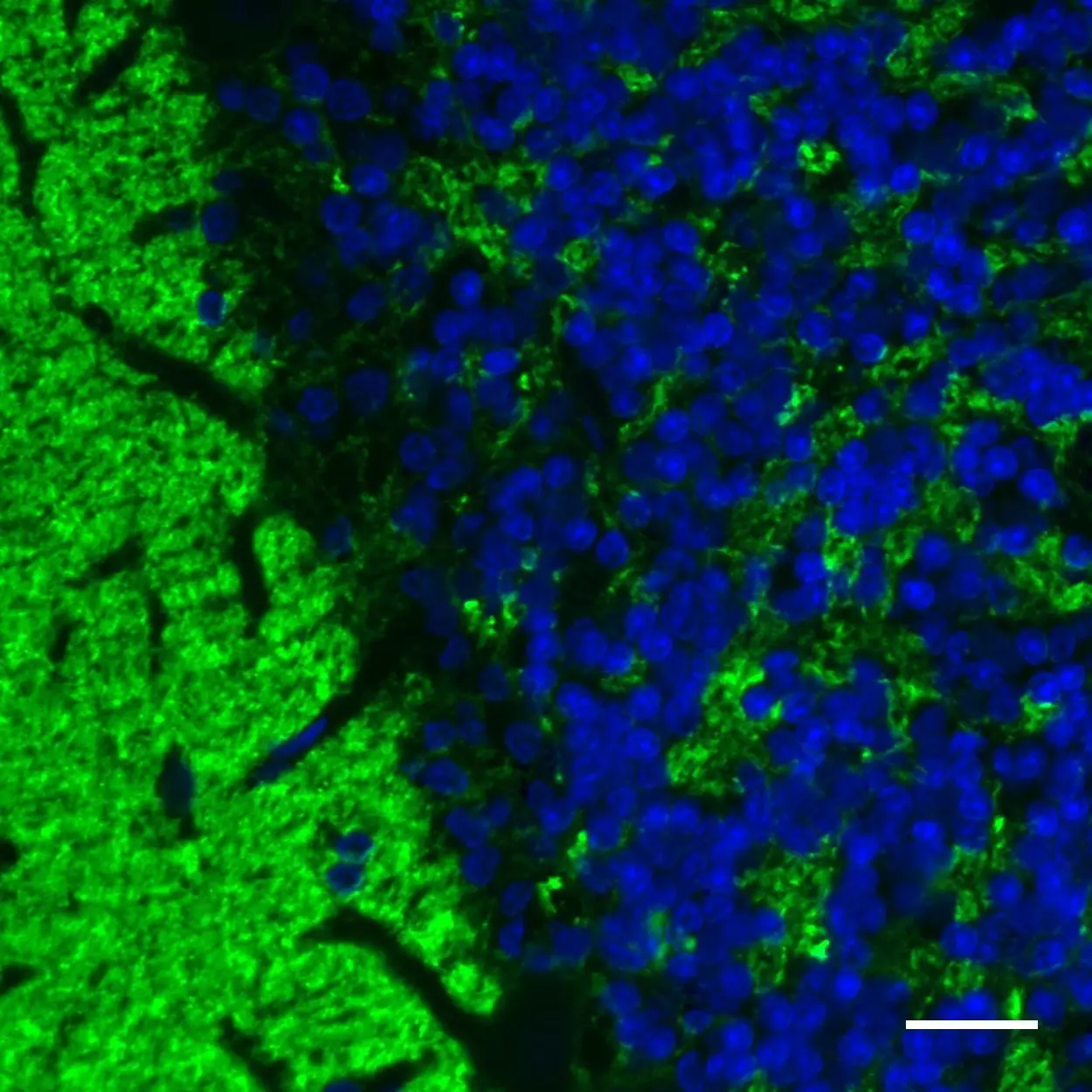 Synapsin-1 Antibody, anti-human/mouse, REAdye_lease™ | Miltenyi Biotec | 日本