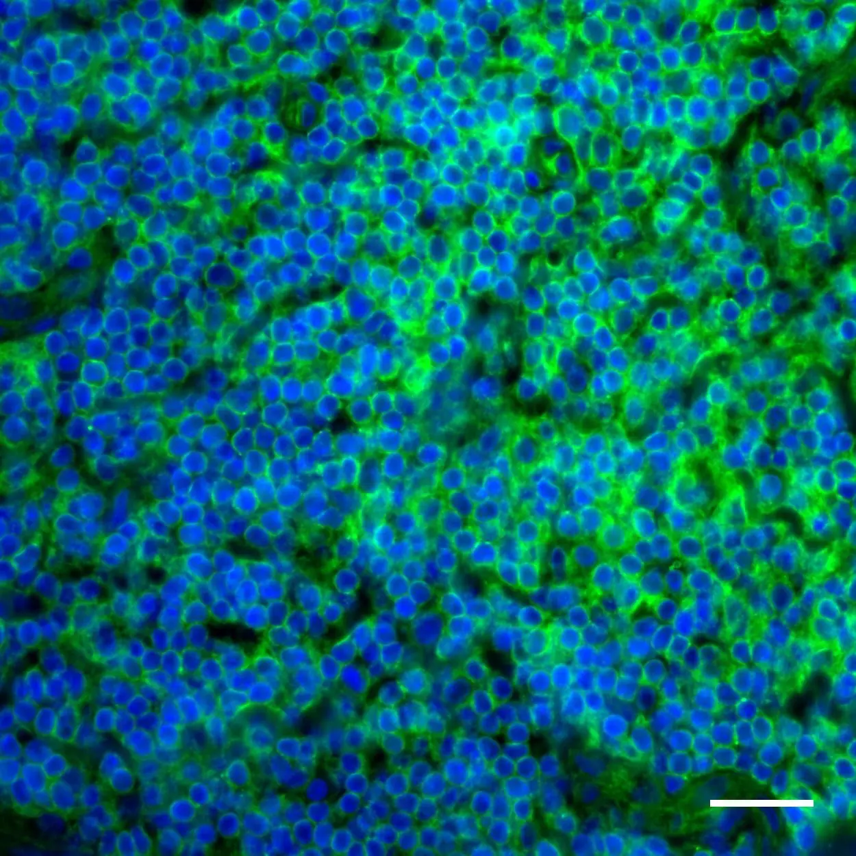 CD3 Antibody, anti-human, REAdye_lease™ | Miltenyi Biotec | India